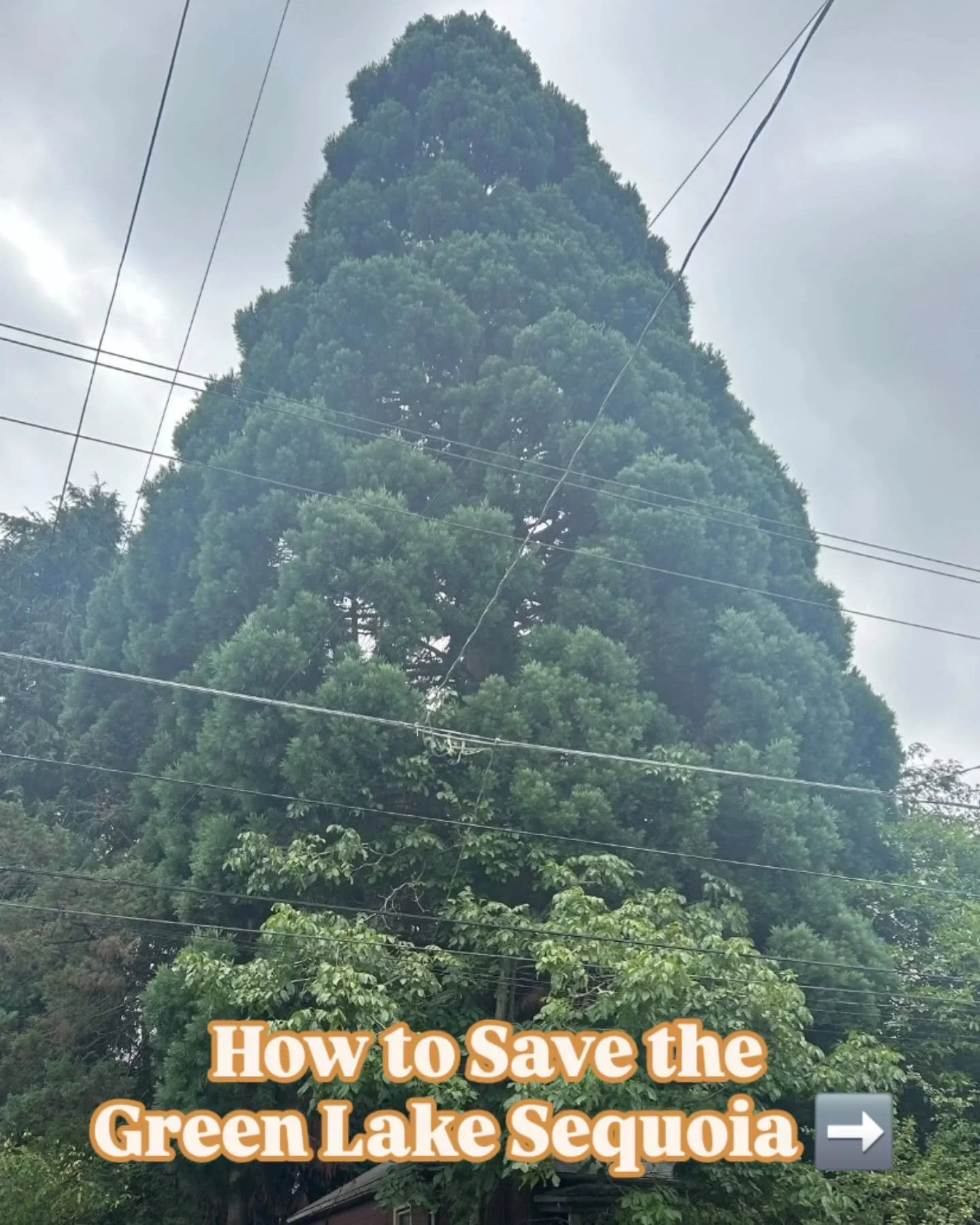 The Last 6000 | Join the Tree Census