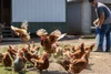 Happy Life Ranch | Meat CSA Program | All Natural Ranch Meats | Beecher, IL