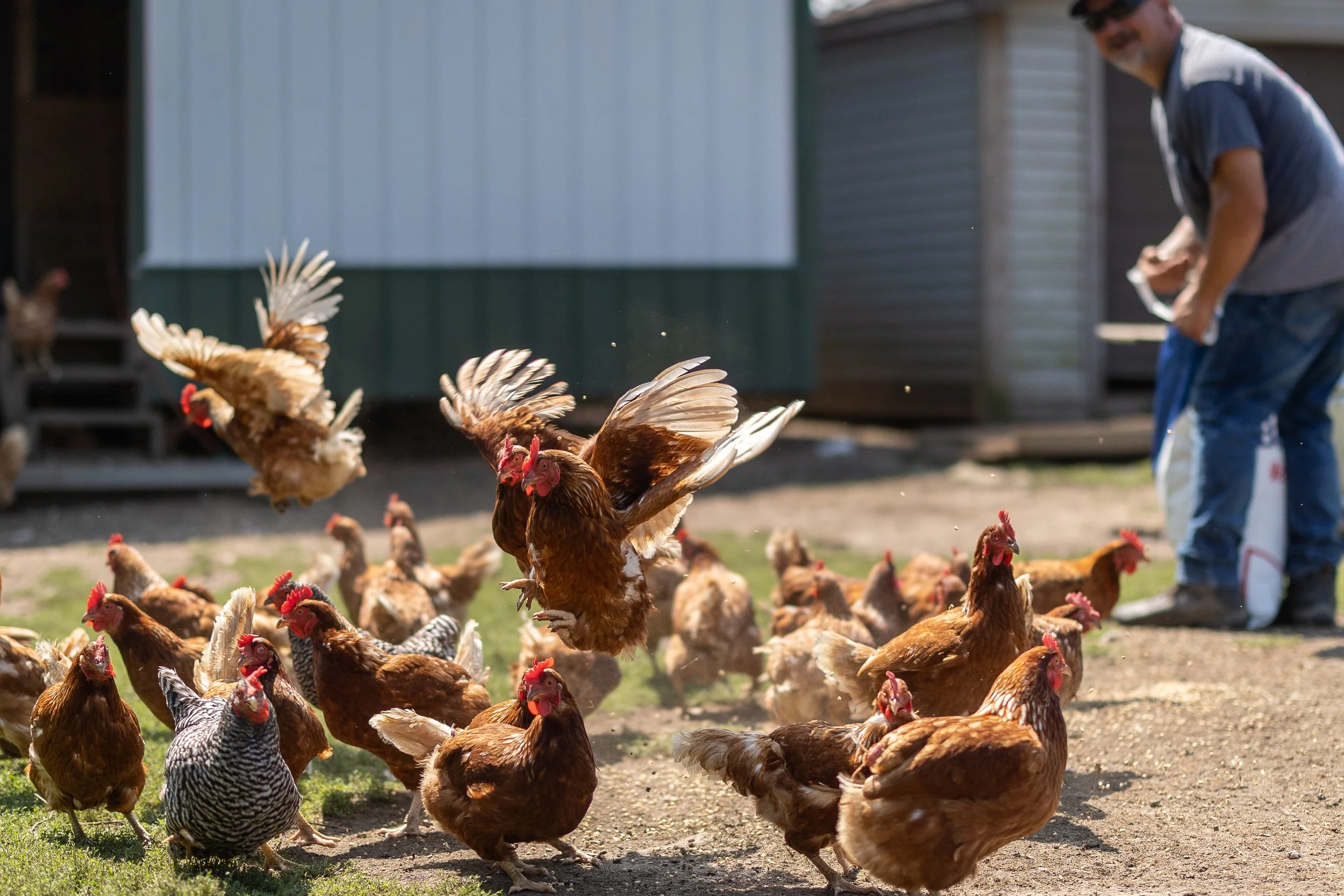Happy Life Ranch | Meat CSA Program | All Natural Ranch Meats | Beecher, IL