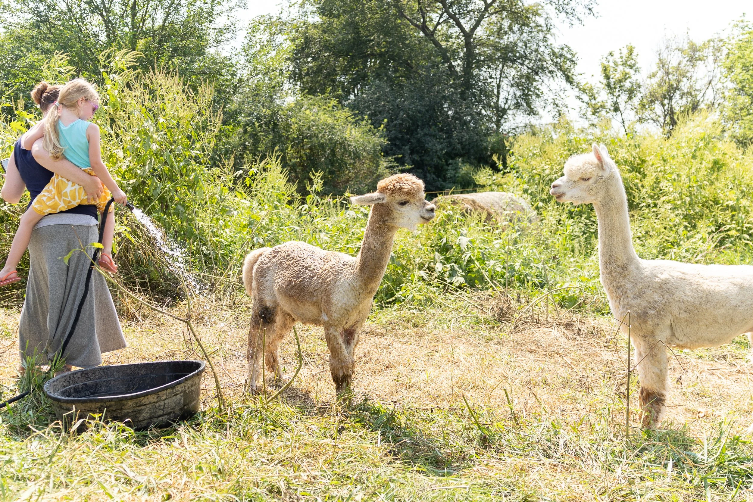 Happy Life Ranch | Meat CSA Program | All Natural Ranch Meats | Beecher, IL