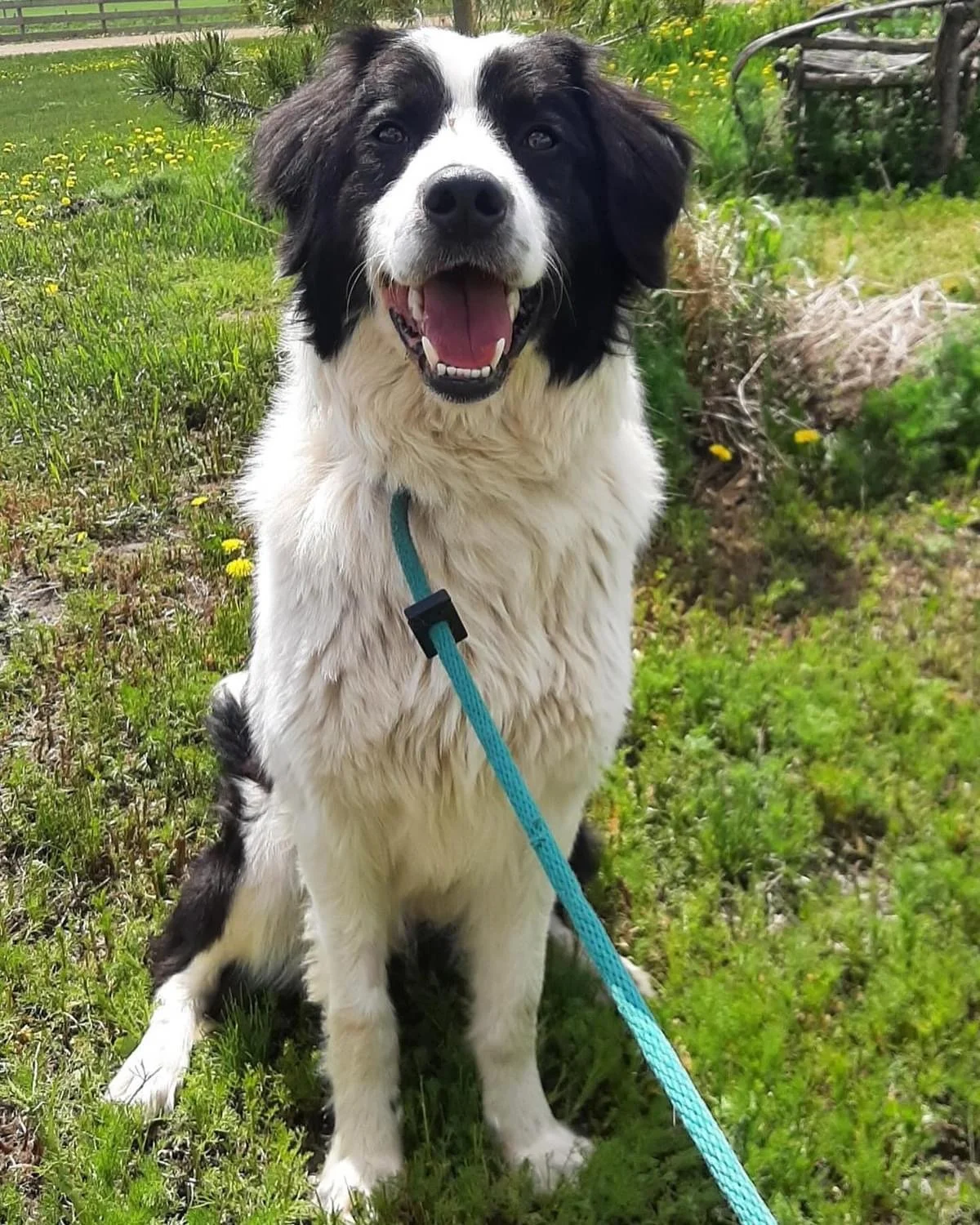 Blog — Old MacDonald Kennels