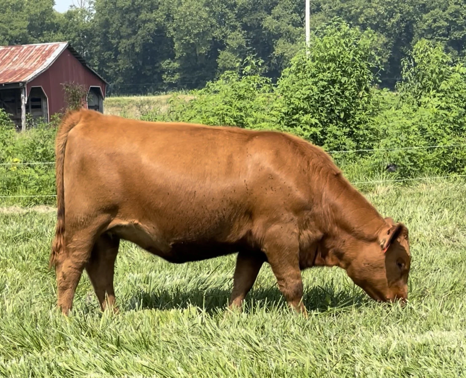 Valley Farms | Premium Angus Beef | Berkshire Pork | Pastured Poultry ...