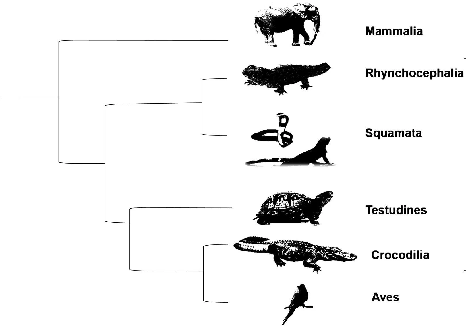 Blog 1 — Ocean Wolf