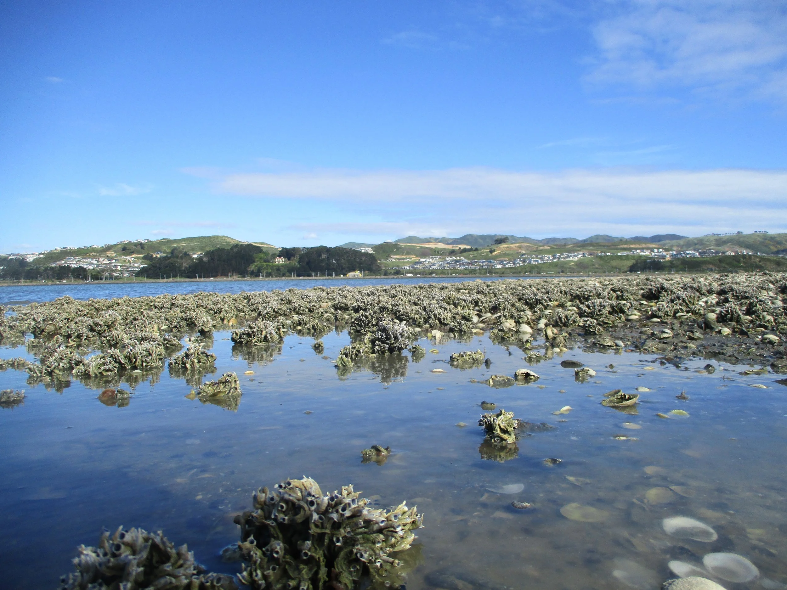 Seawalls — Ocean Wolf