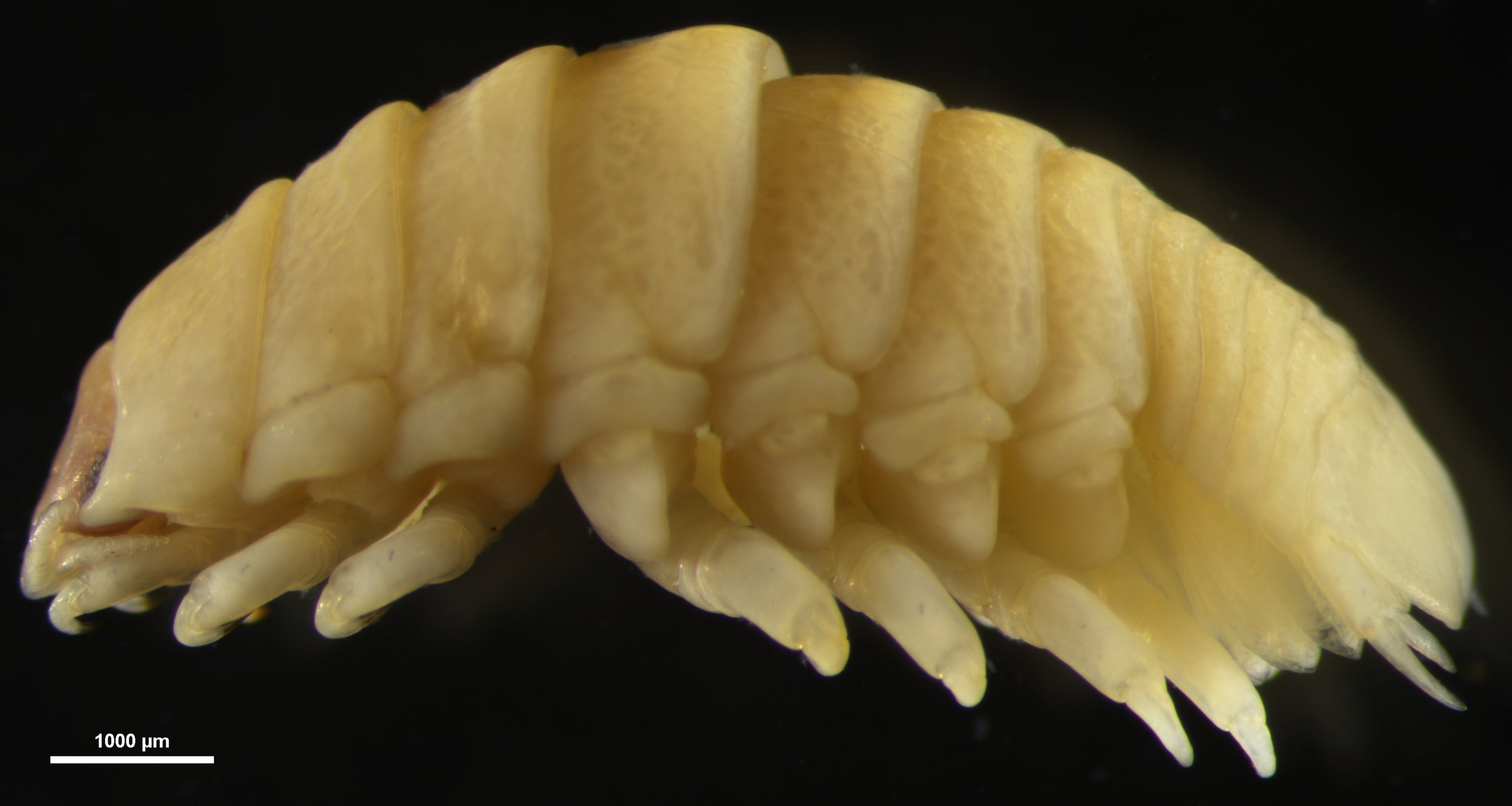 Shellfish Aquaculture — Ocean Wolf