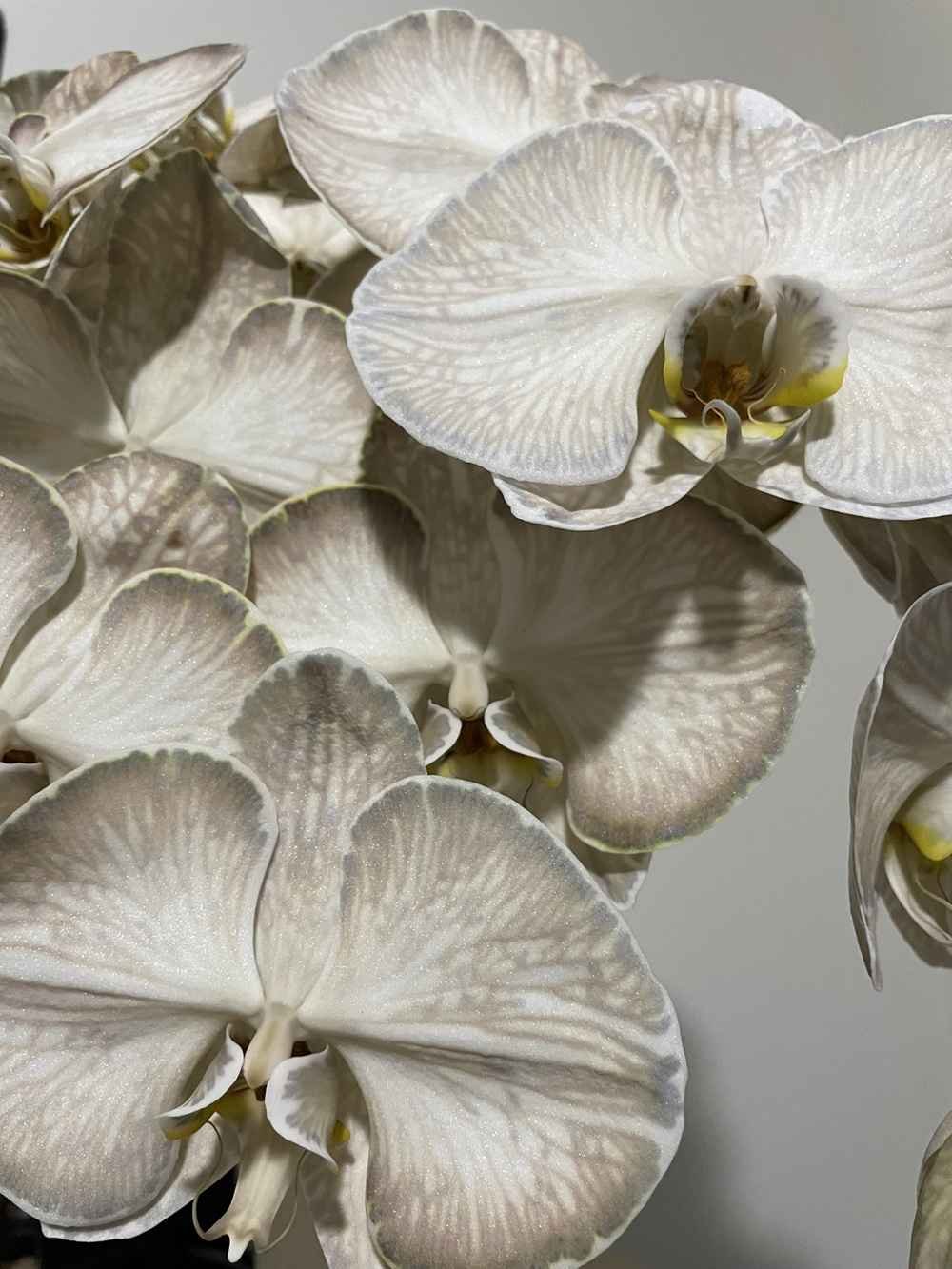 Floral Designer | Online Flower Delivery | Floral Pops