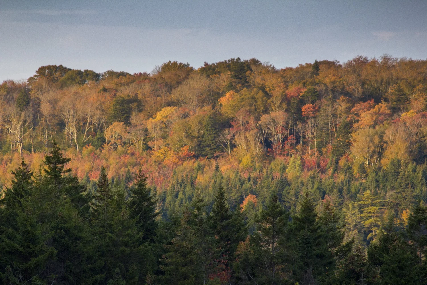 Project Background — Family Forest Network