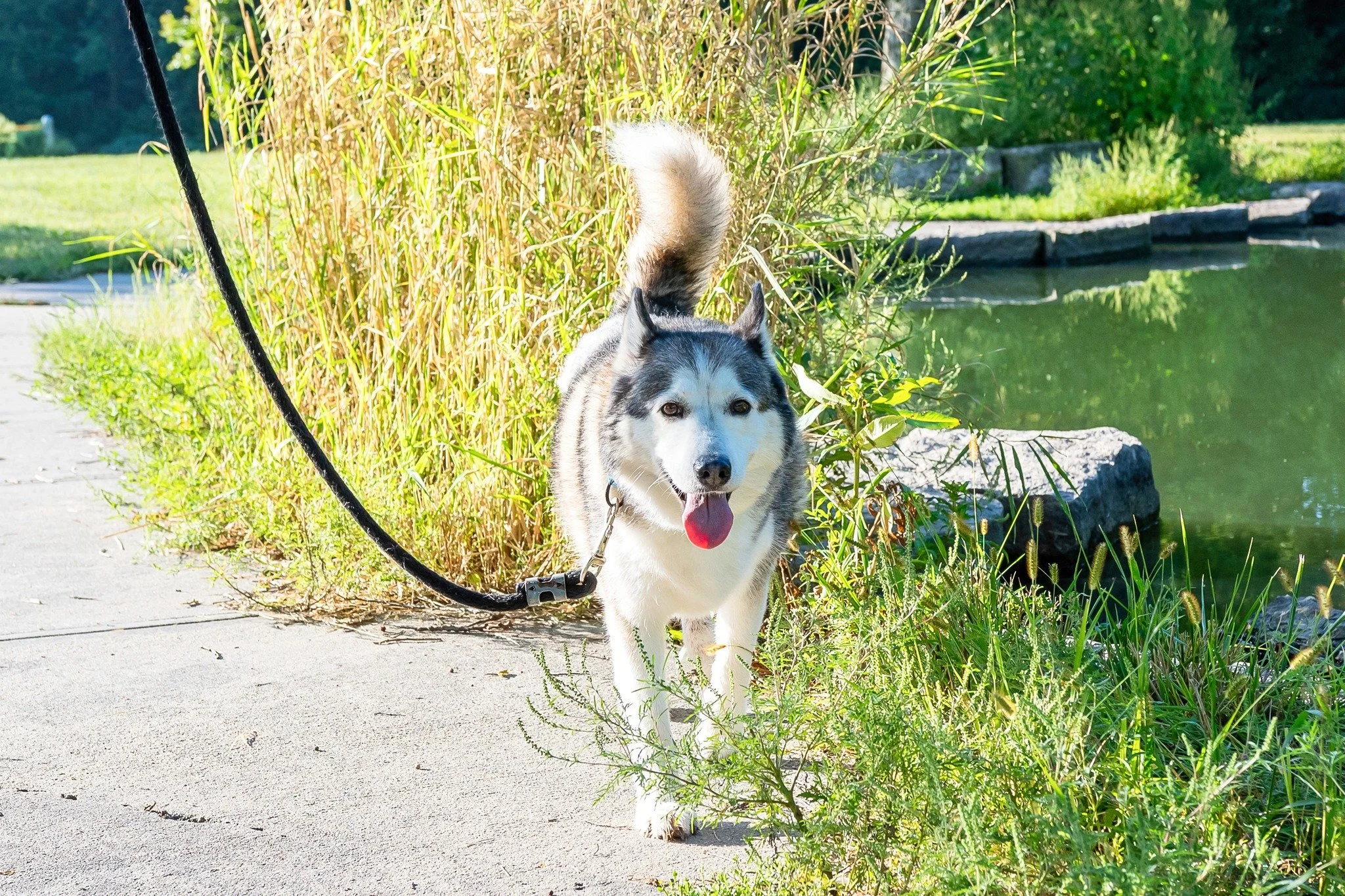 Haven Animal Rescue Nebraska