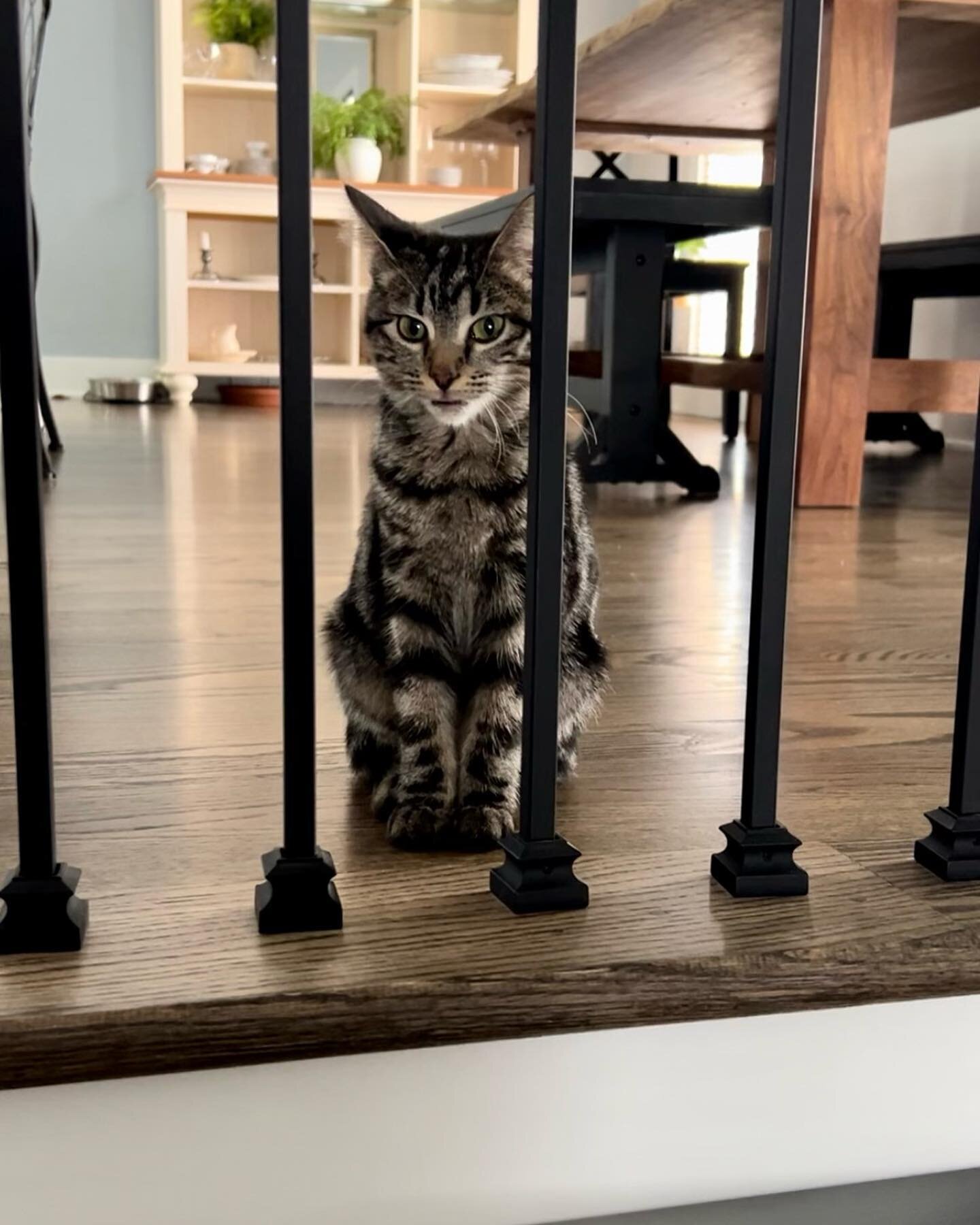 Haven Animal Rescue Nebraska