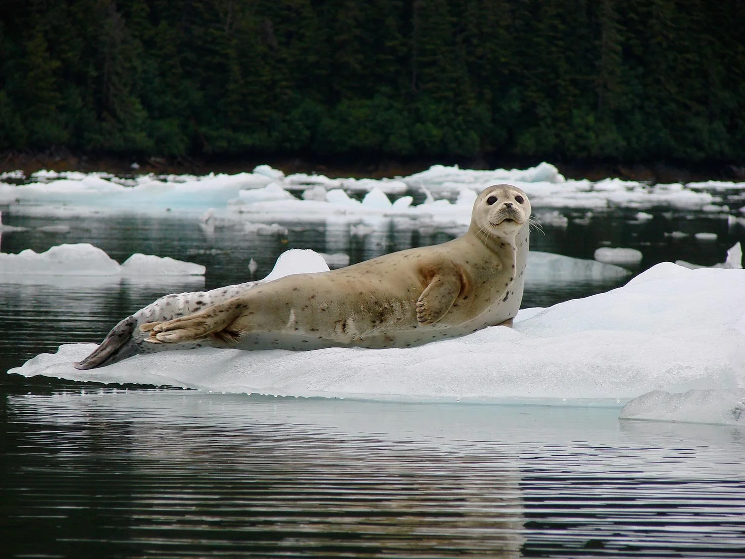 Snow Goose Alaska Small-Ship Cruises