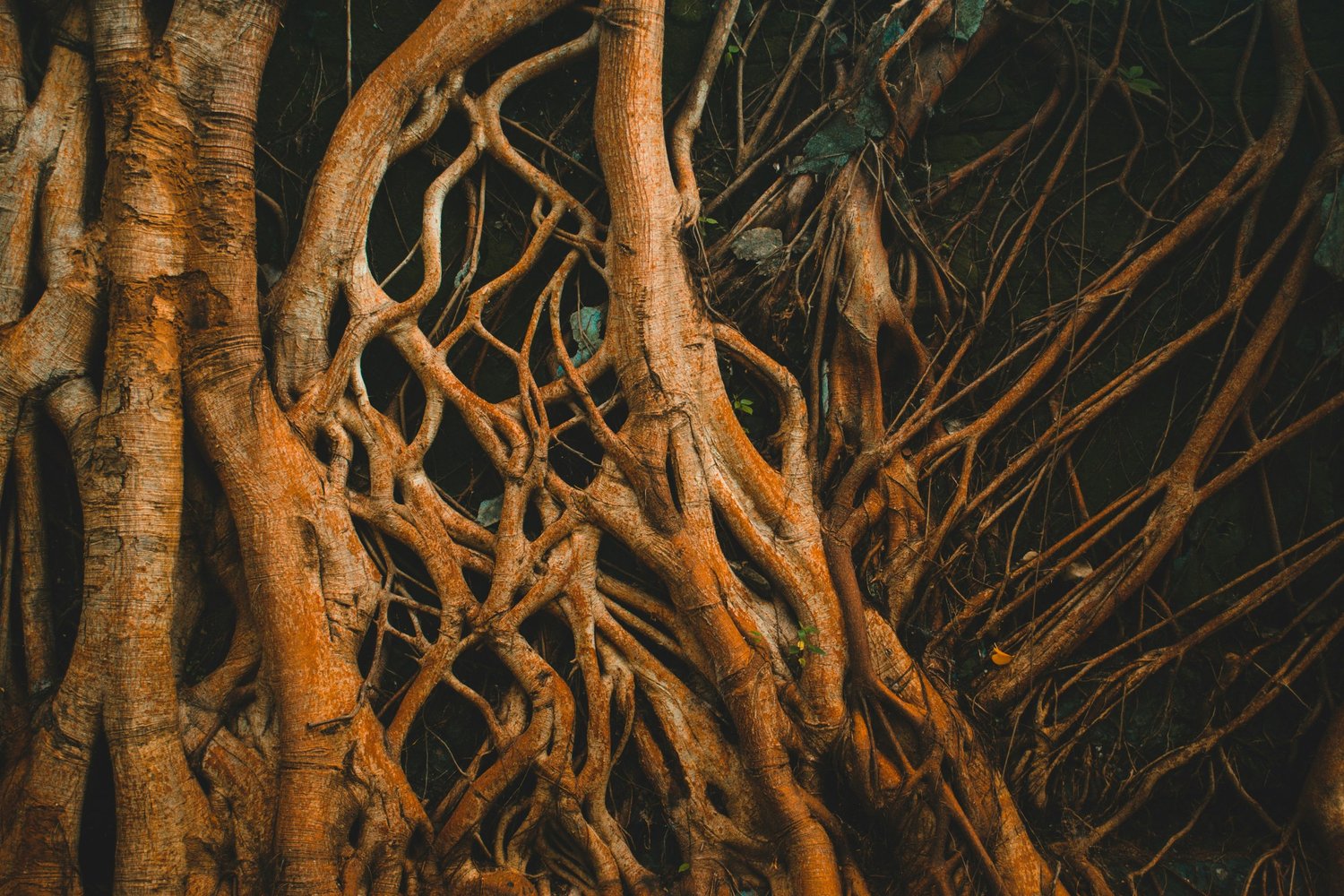 Interview with Bobby Elliott: On Poetry, Fatherhood & the Body — ONLY POEMS