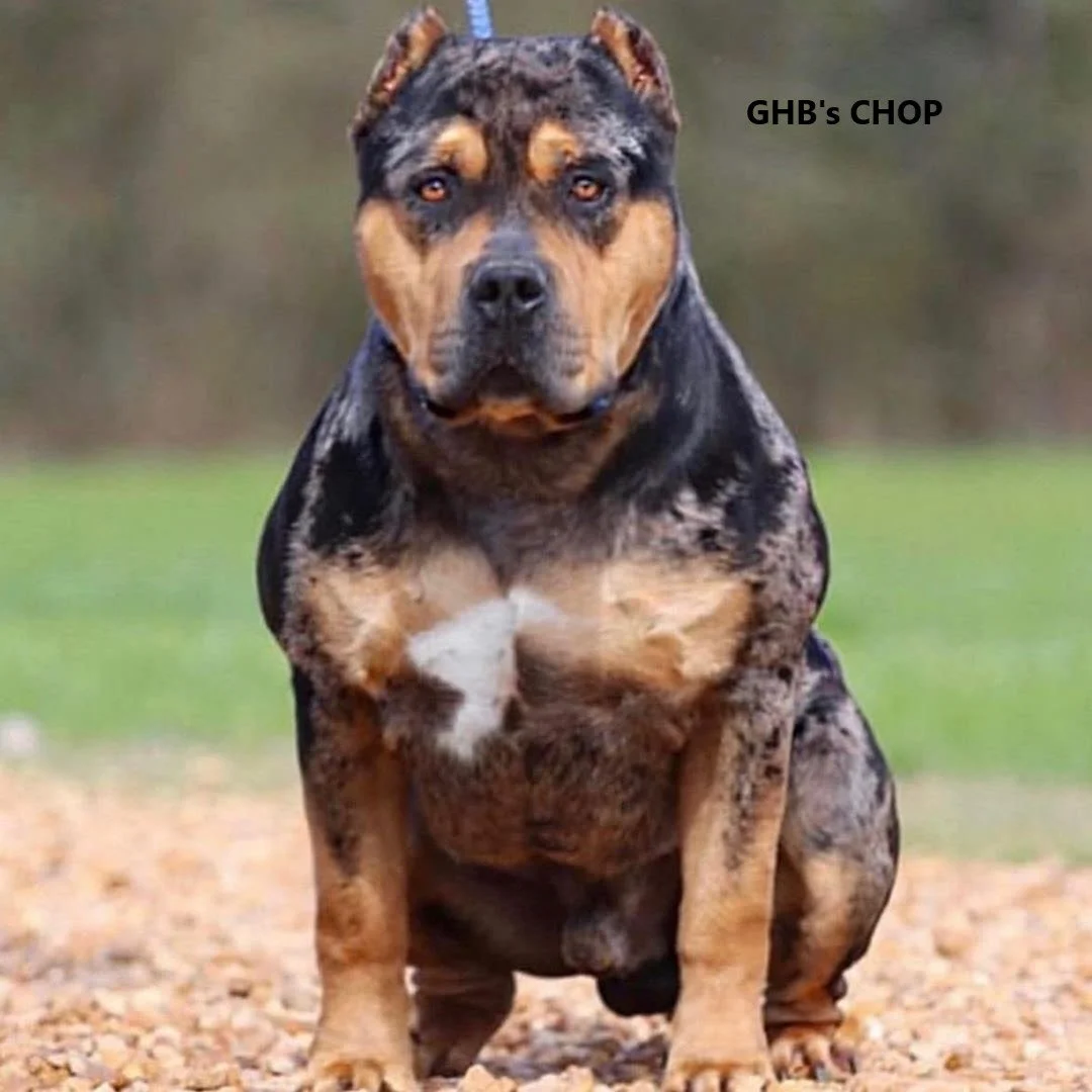 Armory Kennels XL American Bully Breeder