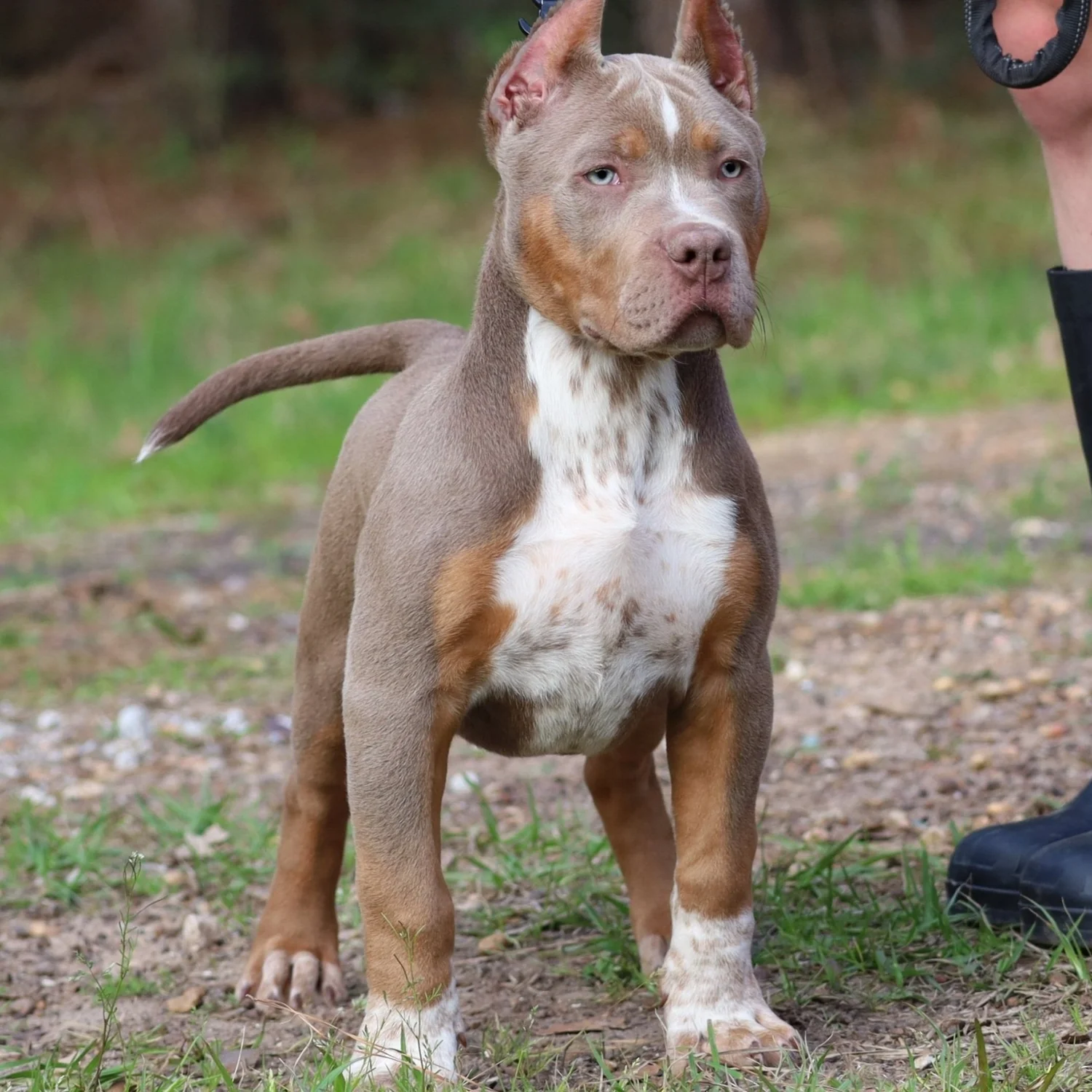 Armory Kennels XL American Bully Breeder