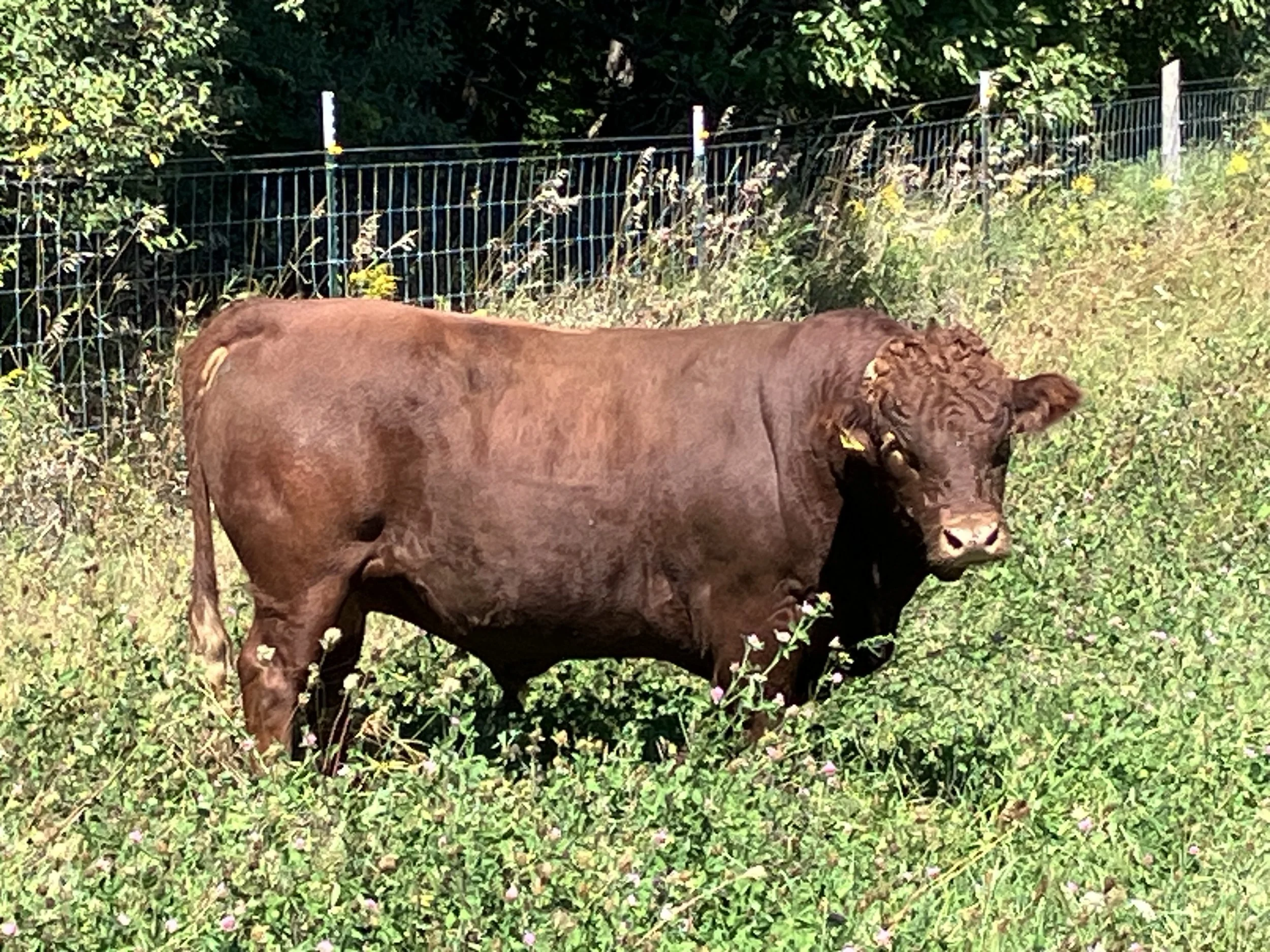 Dexter Cattle — Quarter Mile Good Farm & Orchard
