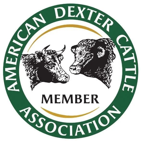 Dexter Cattle — Quarter Mile Good Farm & Orchard