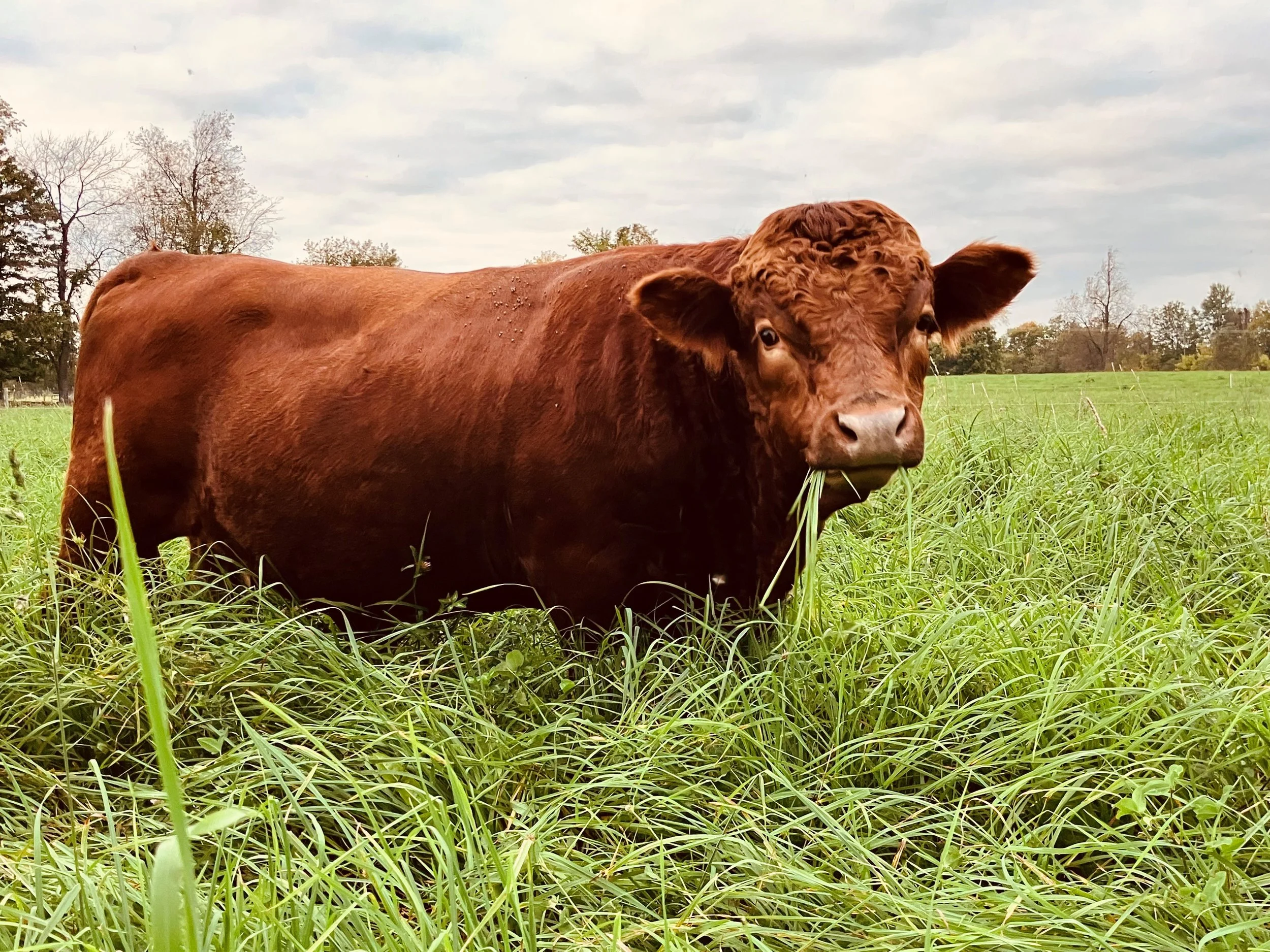 Dexter Cattle — Quarter Mile Good Farm & Orchard