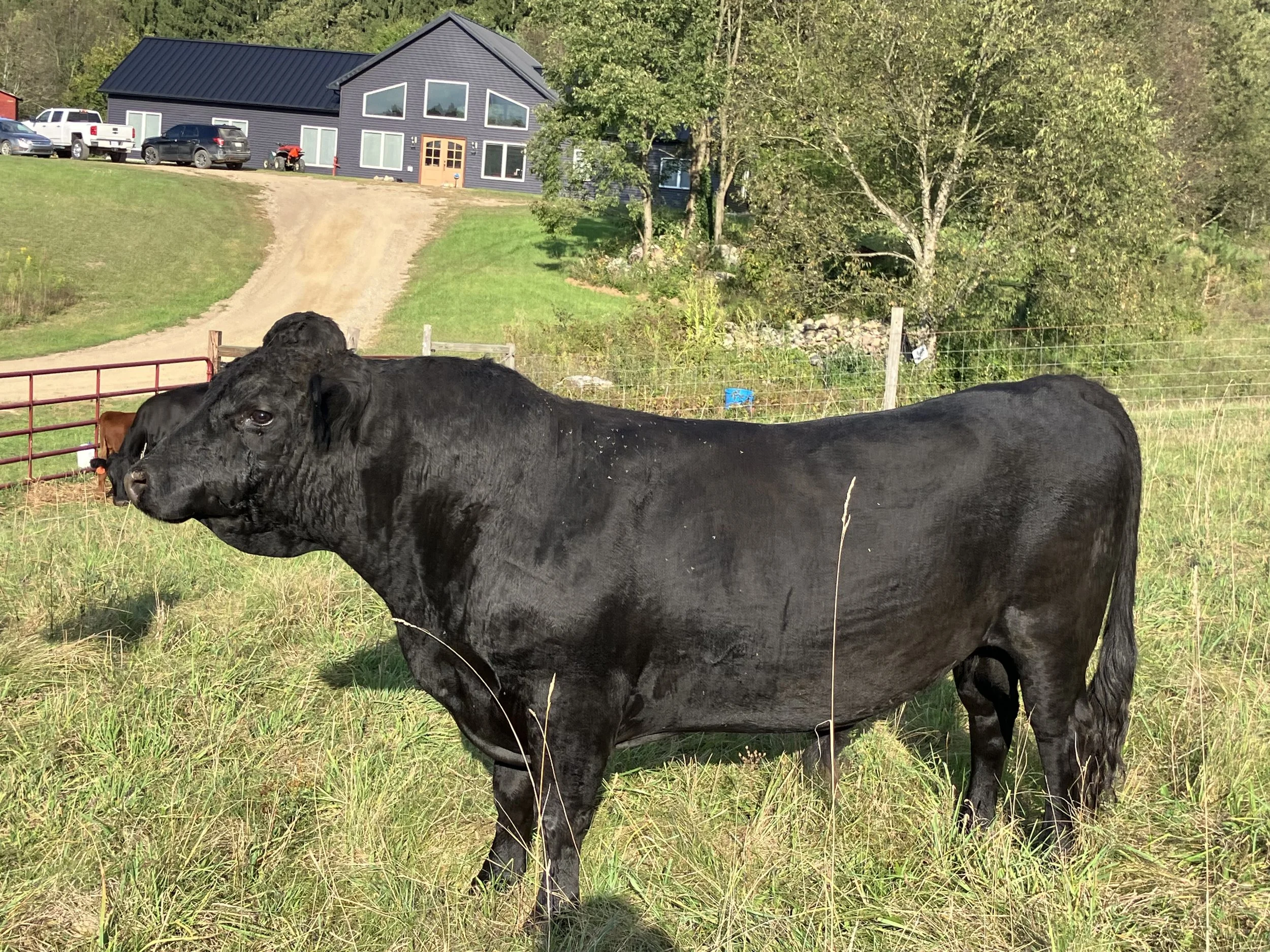 Dexter Cattle — Quarter Mile Good Farm & Orchard