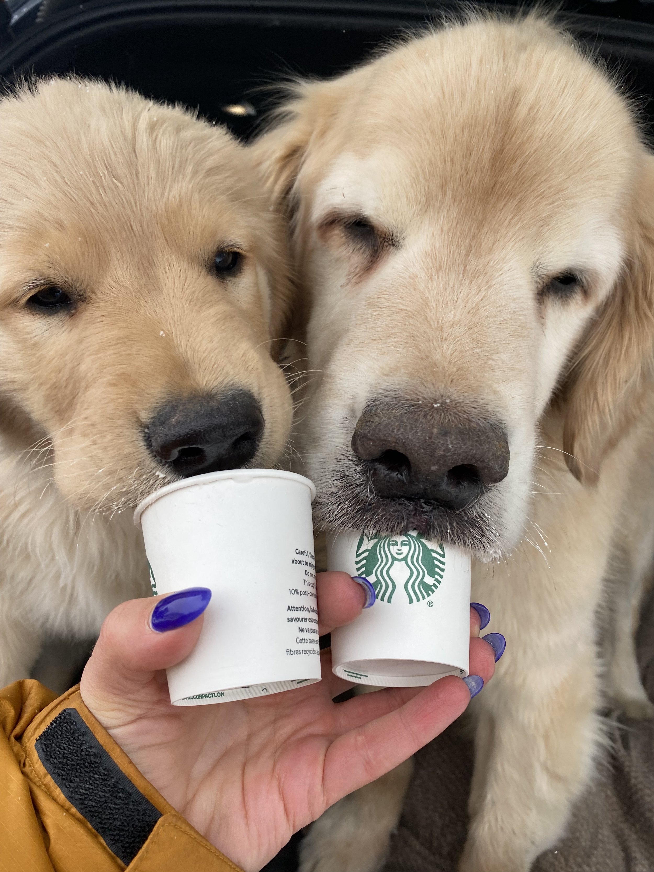 Convenient Dog Transport in Denver: Schedule Your Pup's Adventures with ...