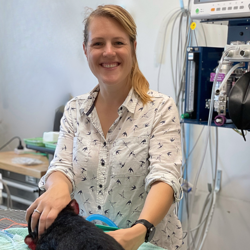 Wildlife Stories & News — Tasmania Wildlife Hospital