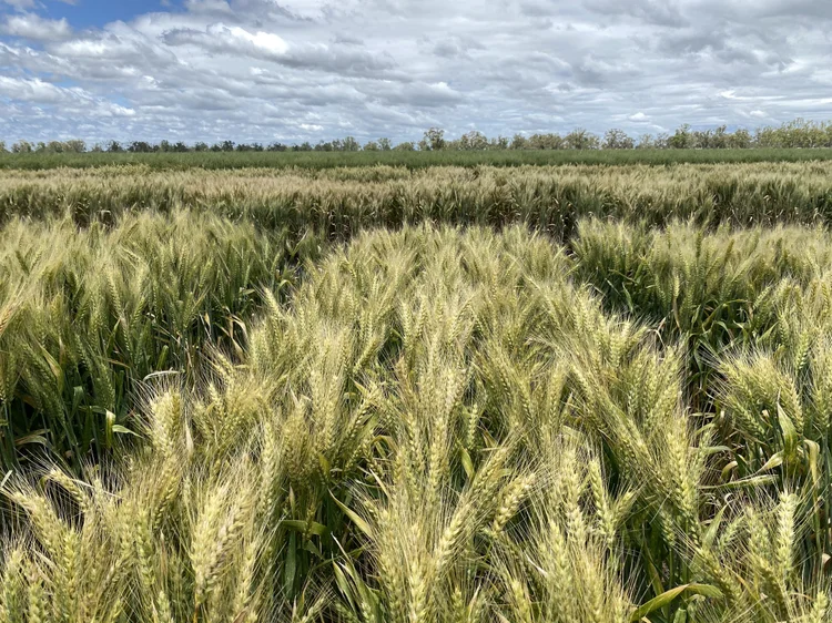 World Class Wheat Varieties — LongReach Plant Breeders