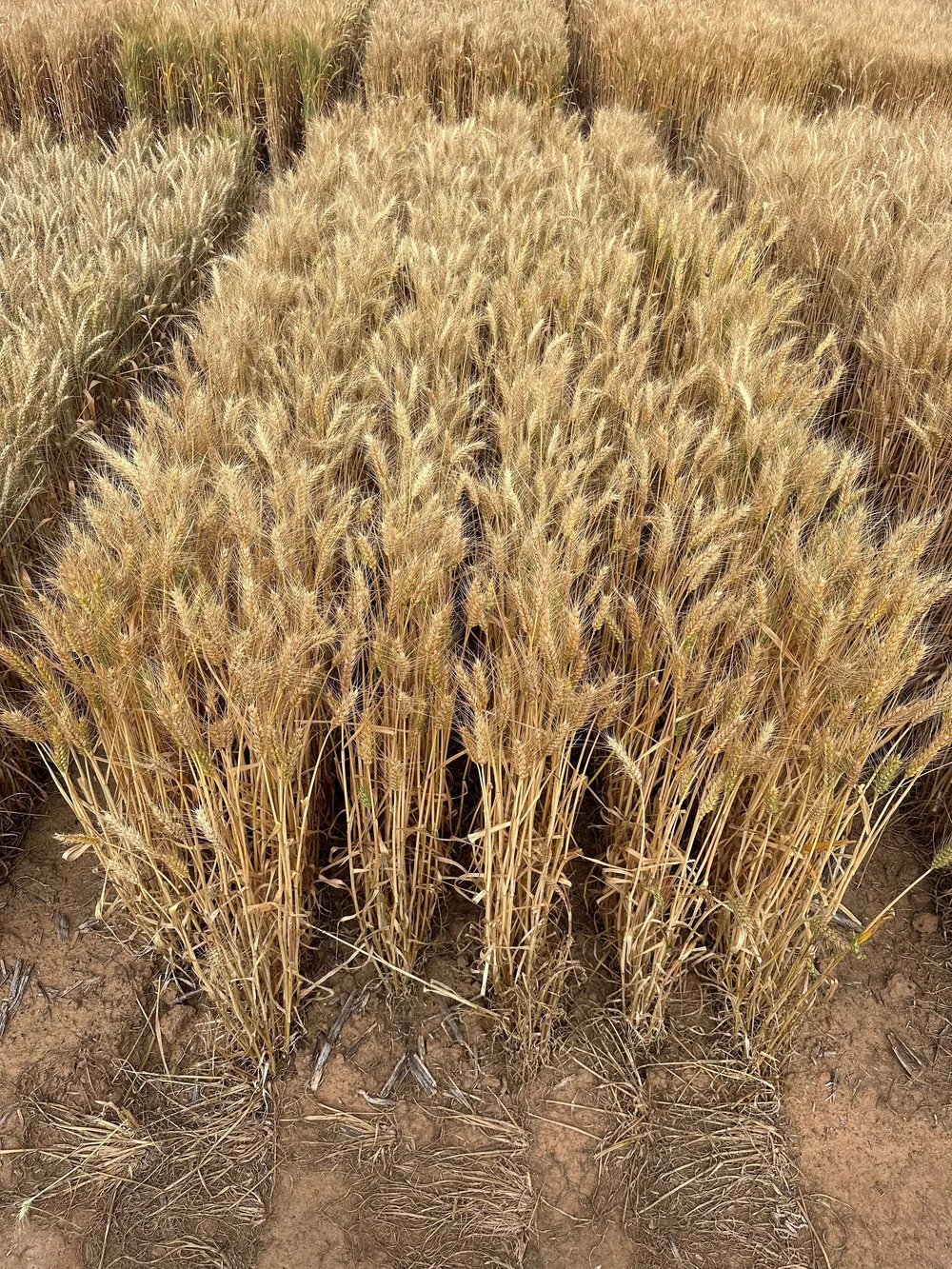 World Class Wheat Varieties — LongReach Plant Breeders