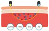 A guide on how to ideally apply an optode template using our (f)NIRS ...