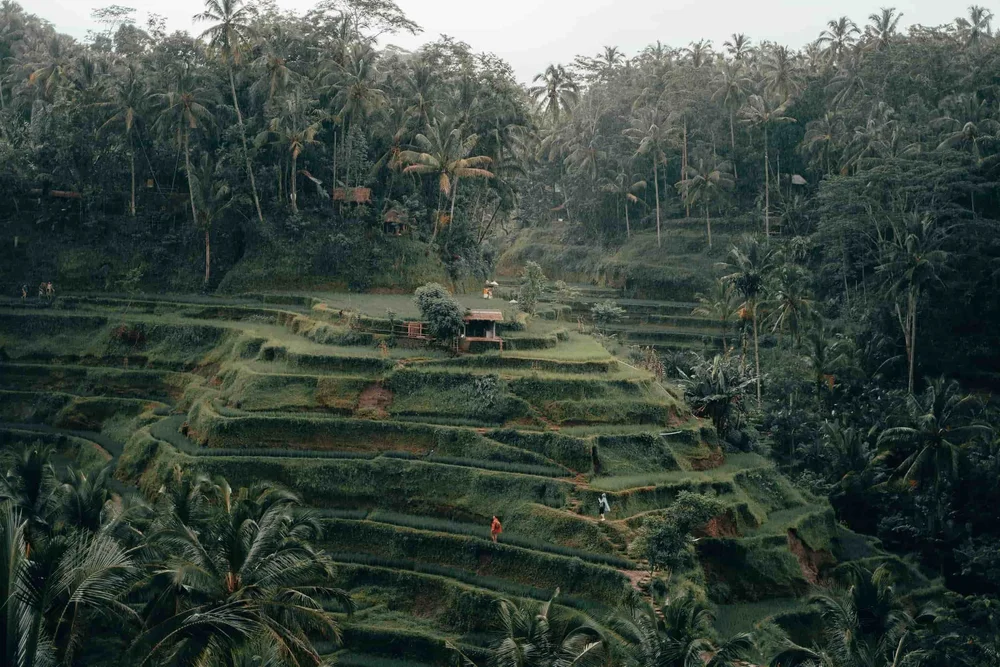 Digital Nomad Guide For Ubud, Bali — Things Nomads Do