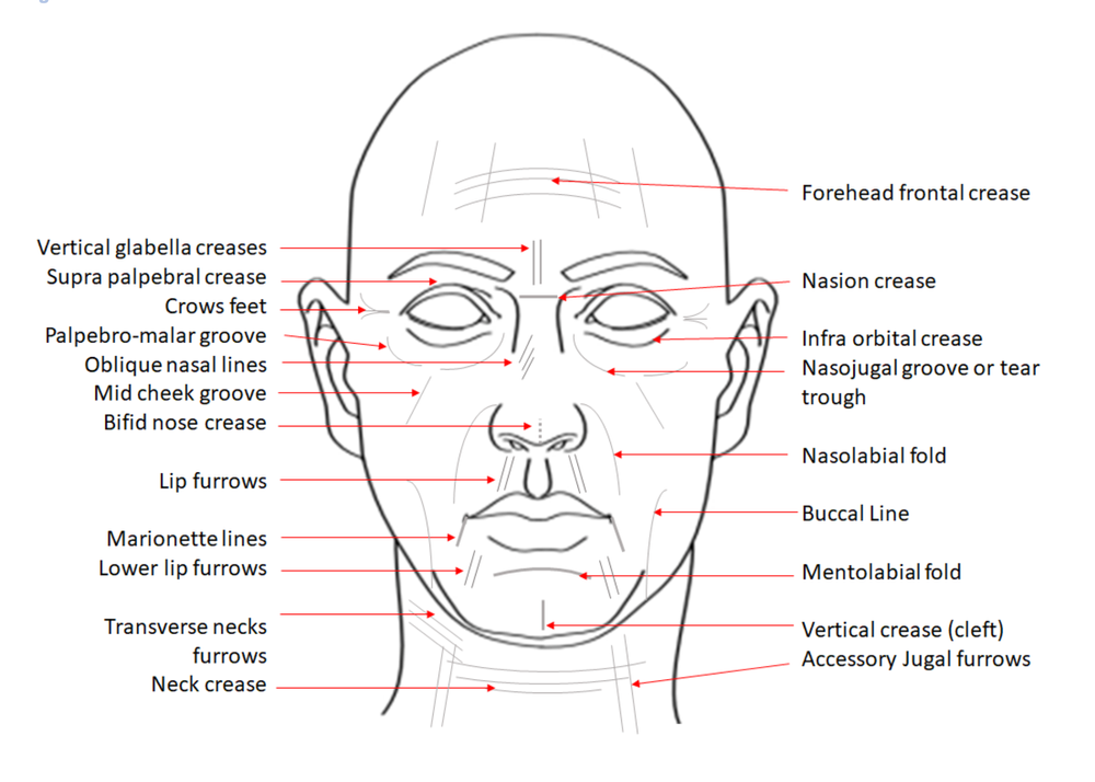 Face Detect - Super Recognisers
