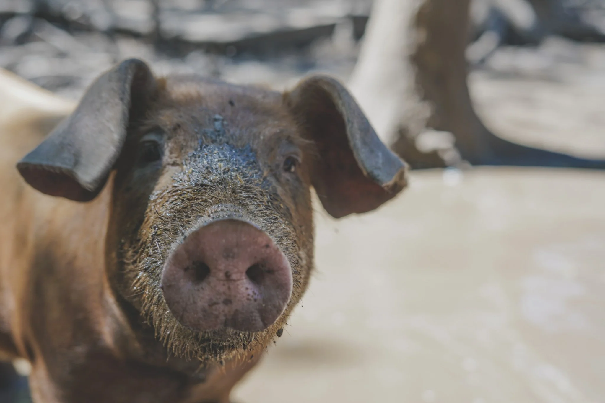 Peculiar Pig Farm