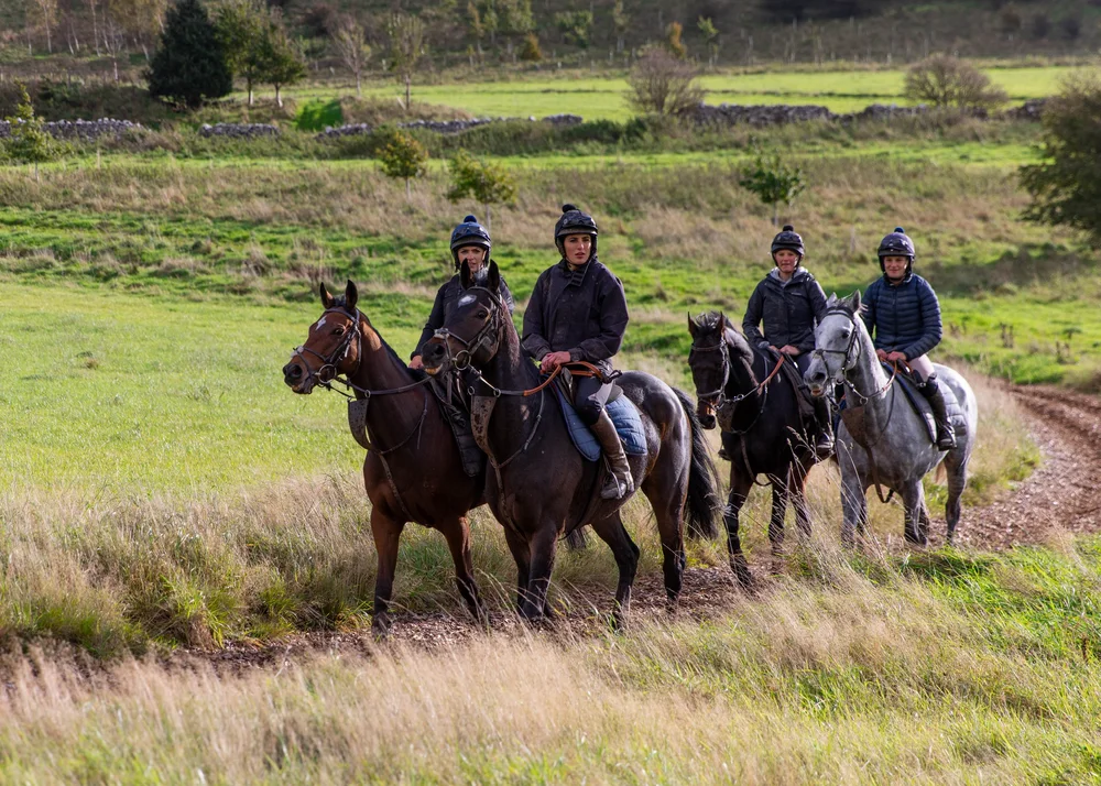 Horses For Sale — James Moffatt Racing Stables