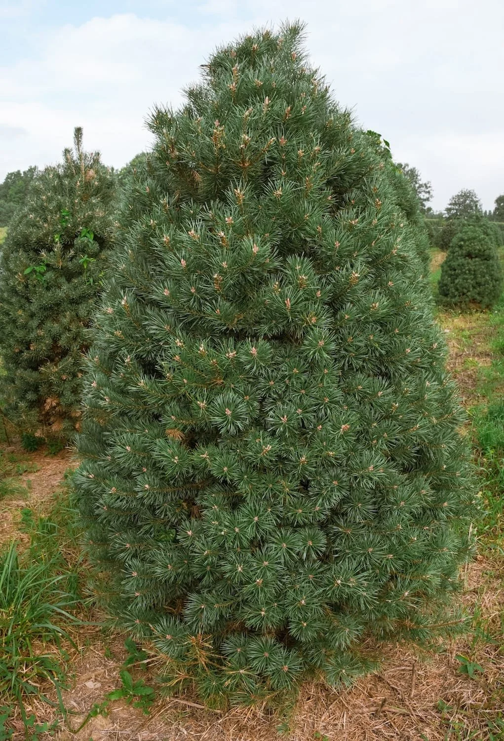 Ohio’s Top Christmas Tree Farm and Christmas Family Traditions — Timbuk ...