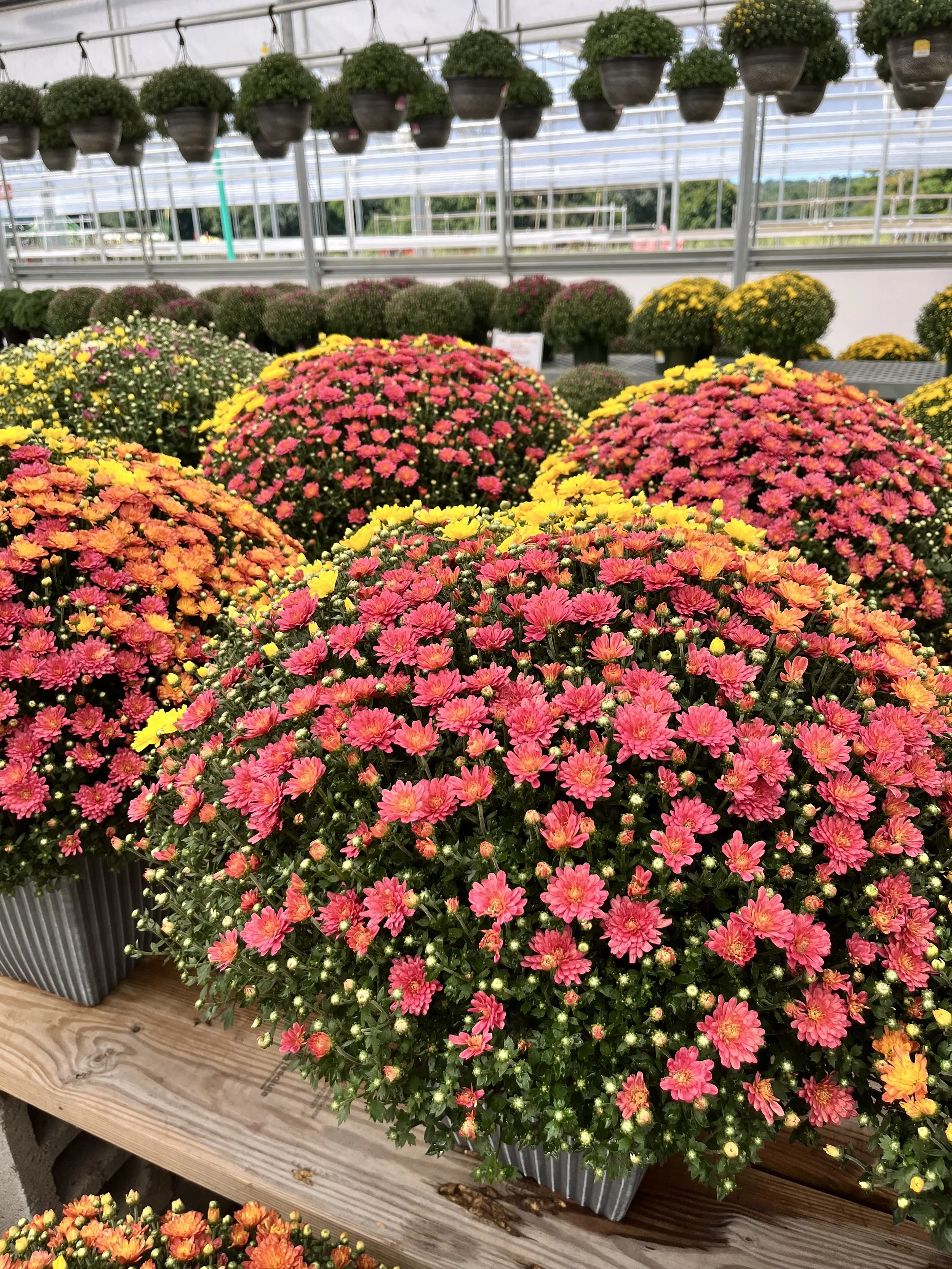 The Beauty of Tri-Colored Mums: Add Vibrant Fall Colors to Your Garden ...