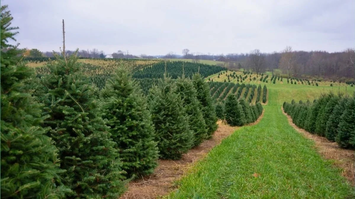How To Pick Your Perfect Christmas Tree — Timbuk Farms & Garden Center