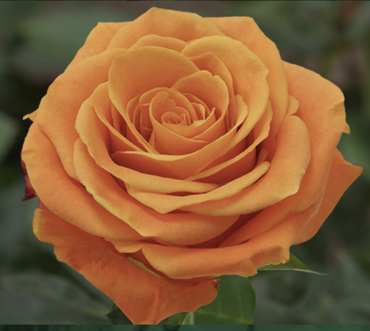 Cosmoflora