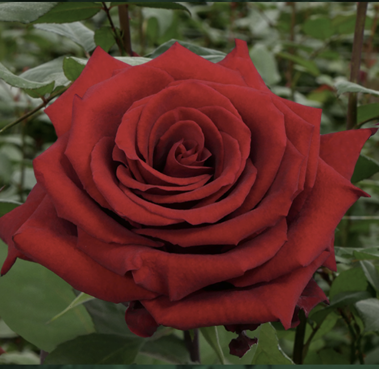 Cosmoflora