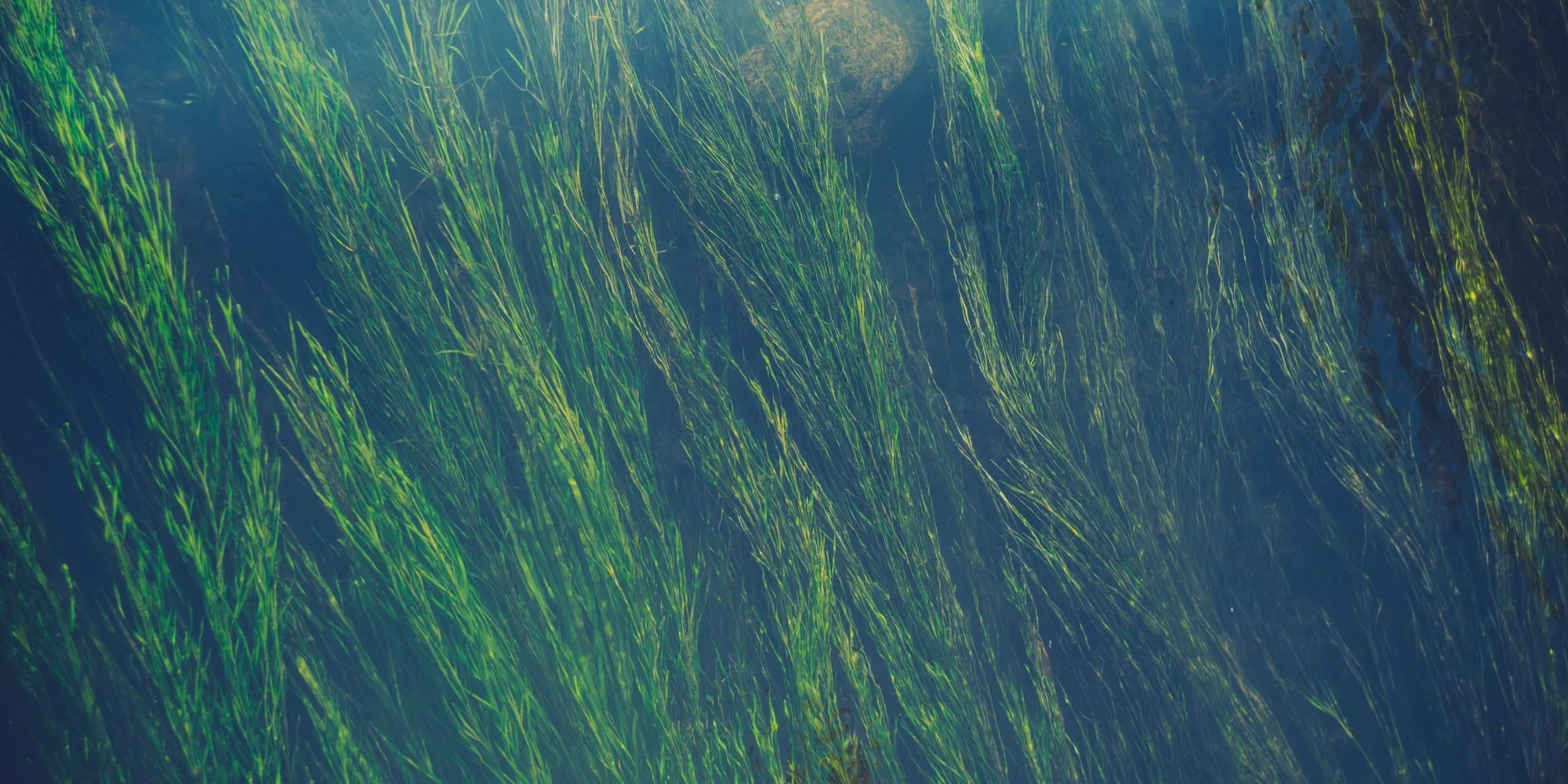 River Rangers Report - Quarterly — The San Marcos River Foundation