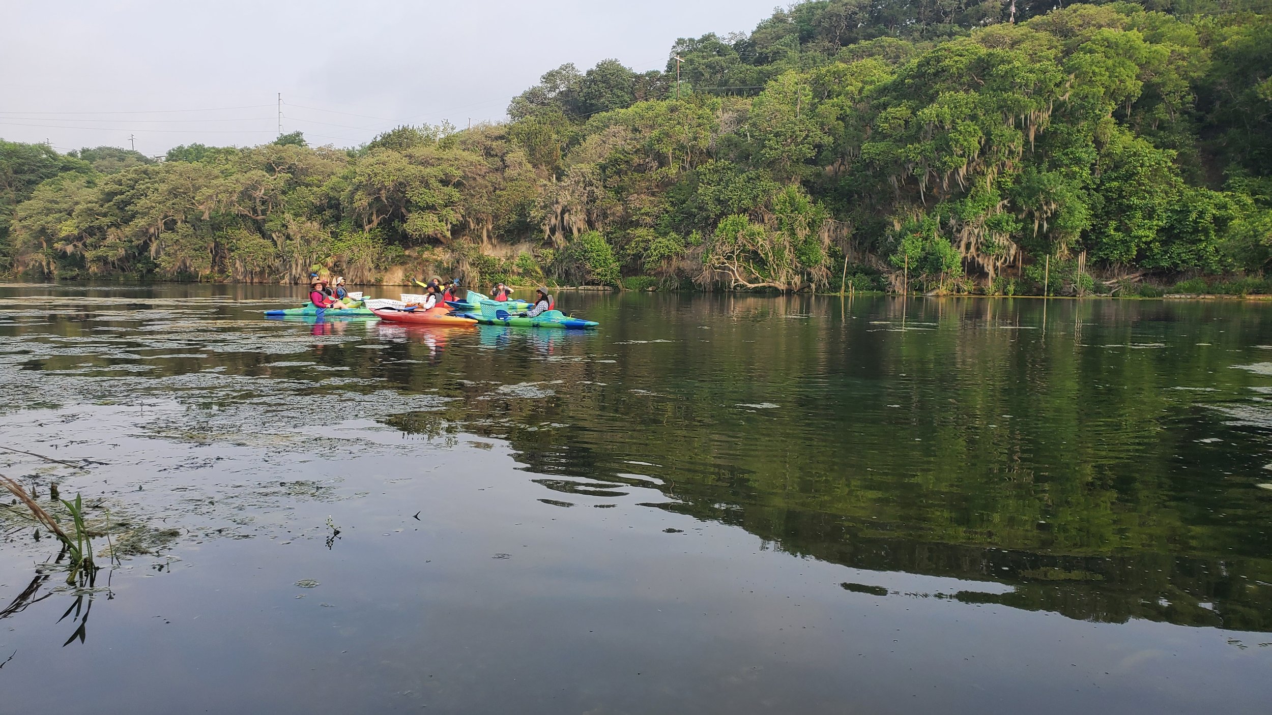 Invasive Species Removal — The San Marcos River Foundation
