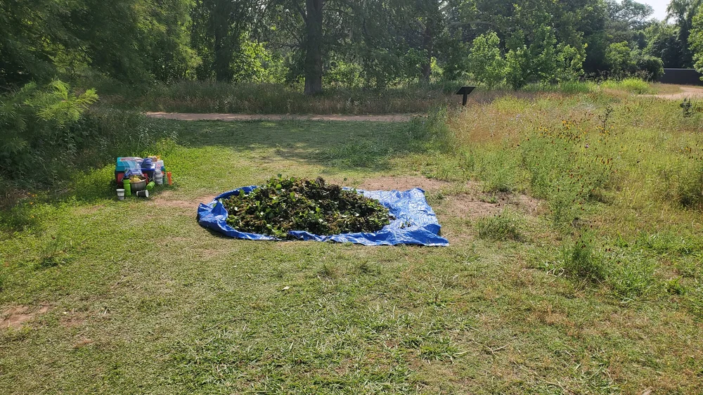 Invasive Species Removal — The San Marcos River Foundation