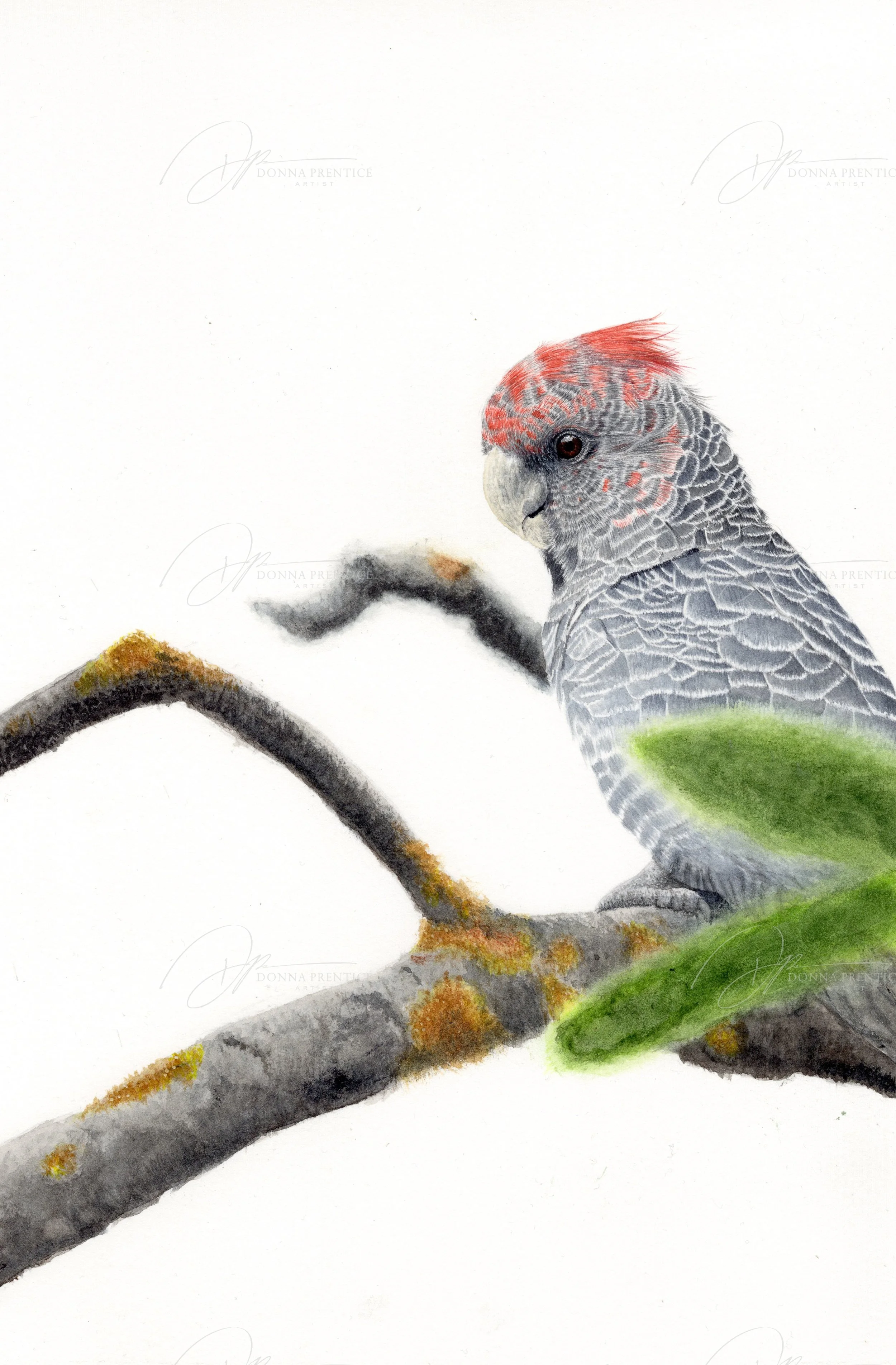 Store — D. Prentice Wildlife Artist