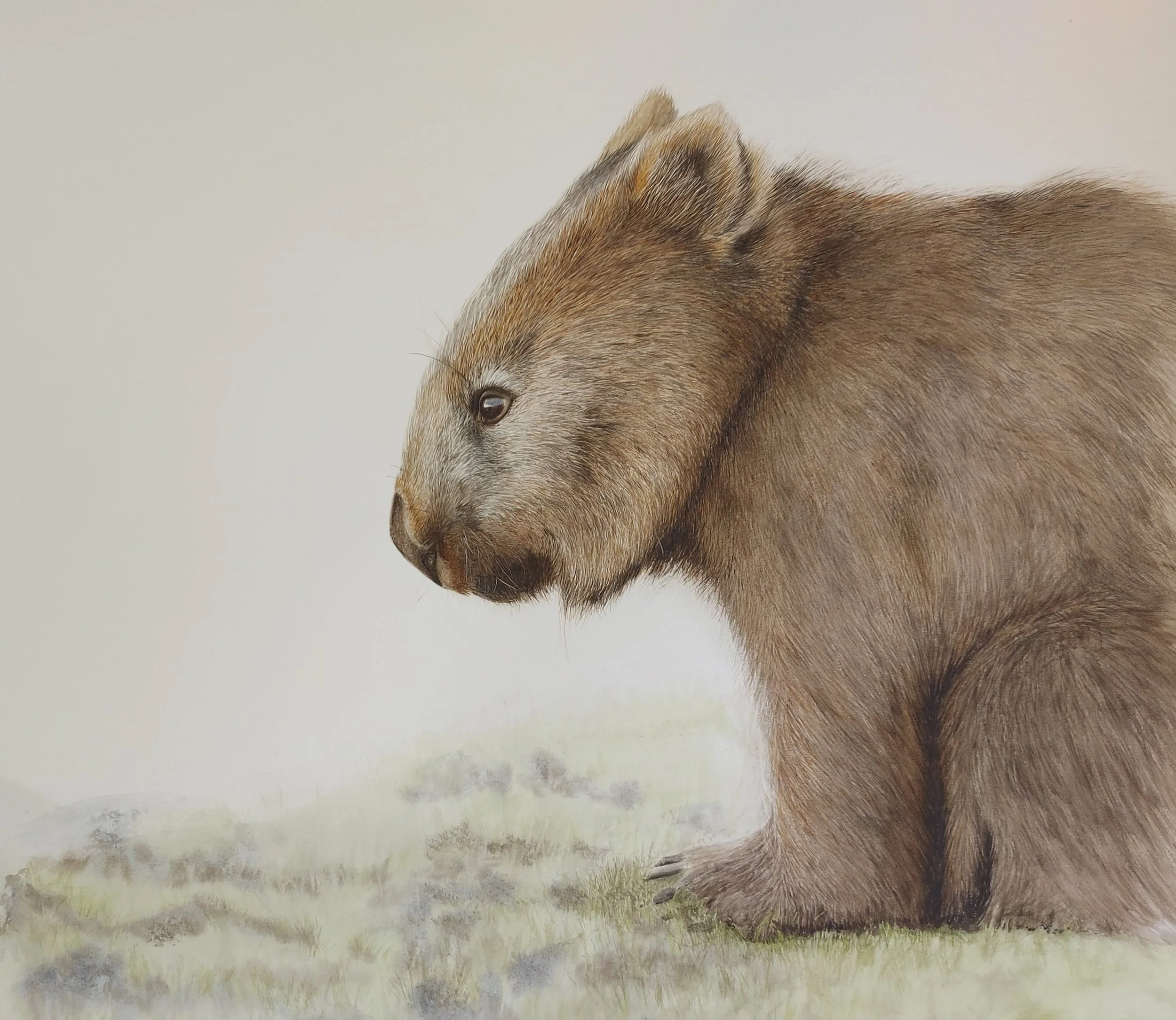 Original Australian Watercolour Art — D. Prentice Wildlife Artist