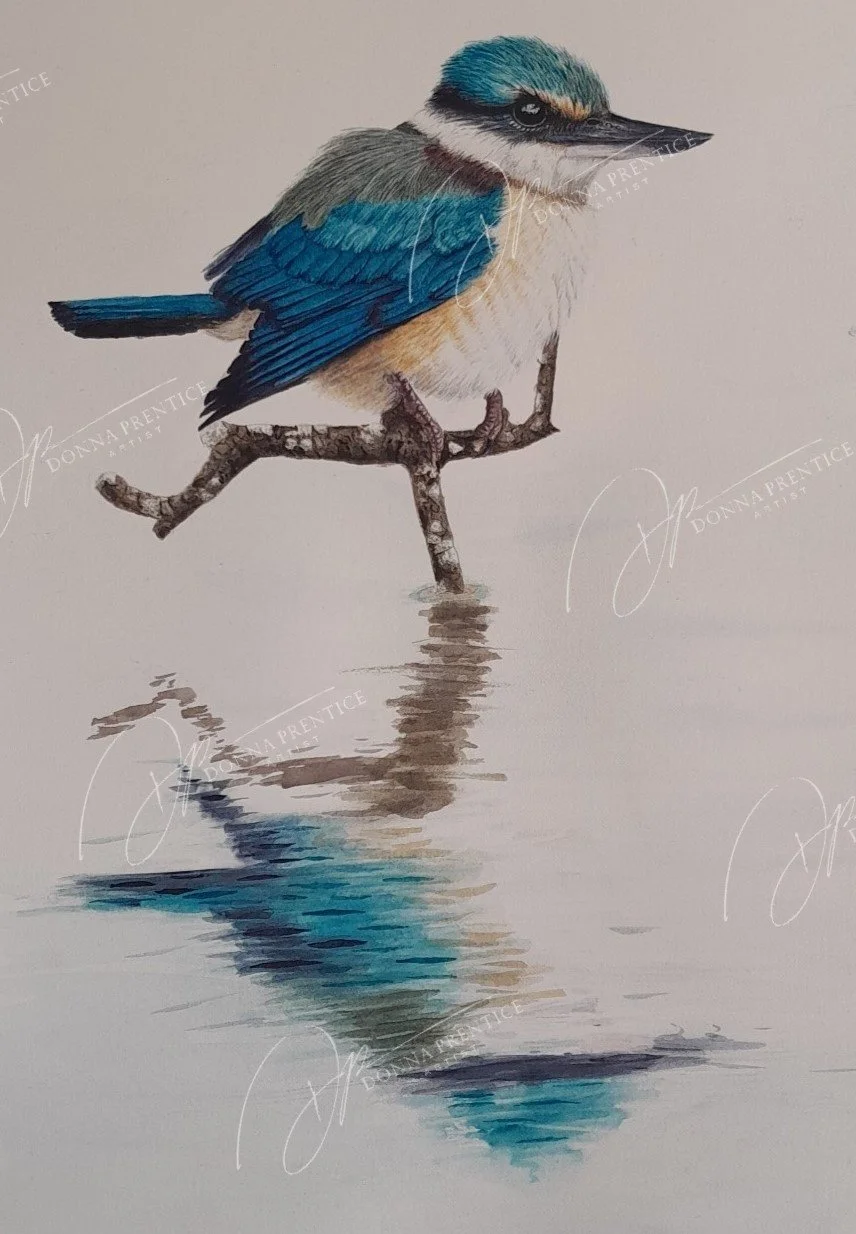 Original Australian Watercolour Art — D. Prentice Wildlife Artist