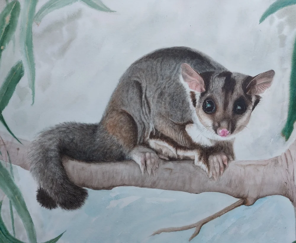 Original Australian Watercolour Art — D. Prentice Wildlife Artist