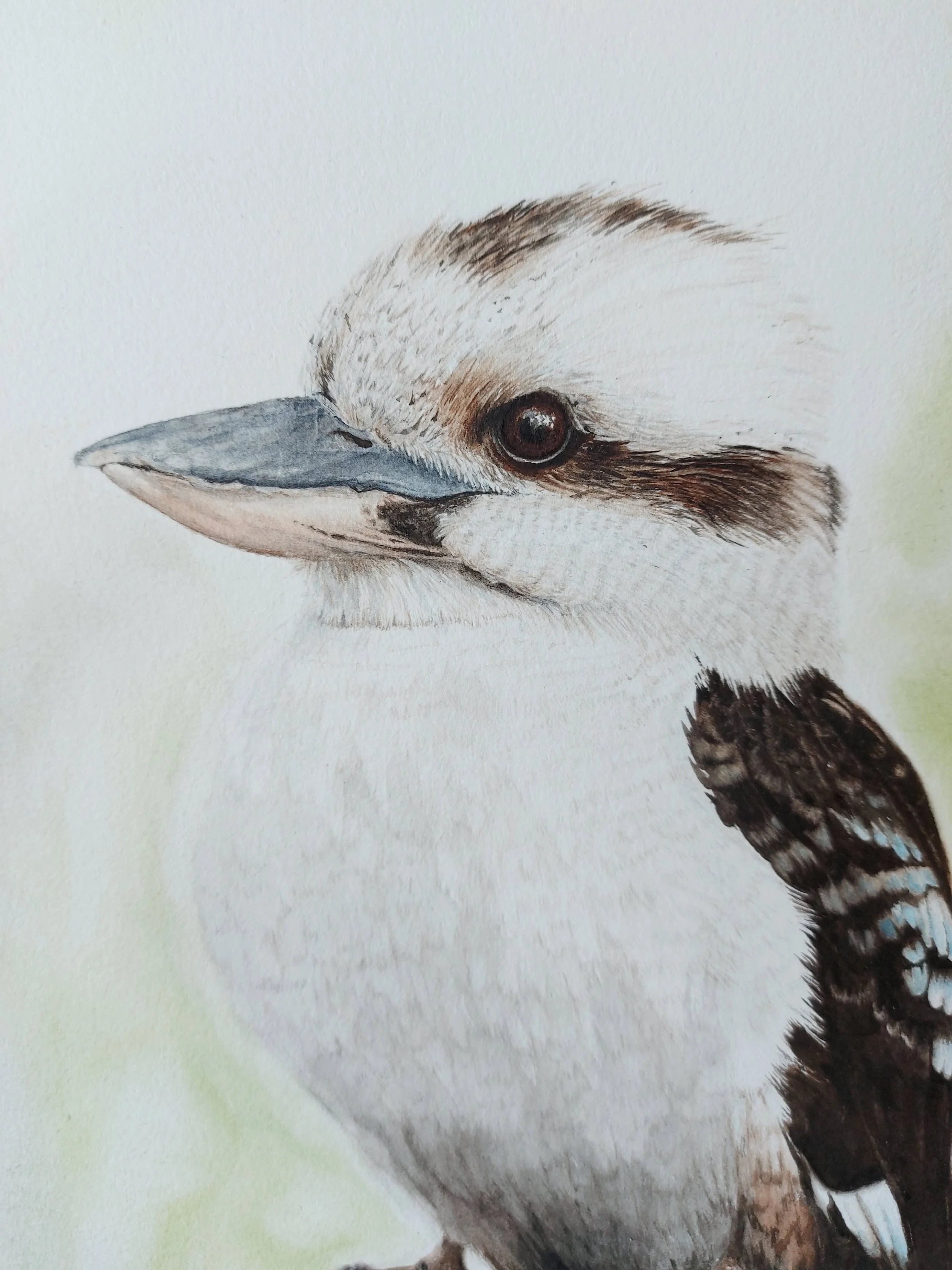 Original Australian Watercolour Art — D. Prentice Wildlife Artist
