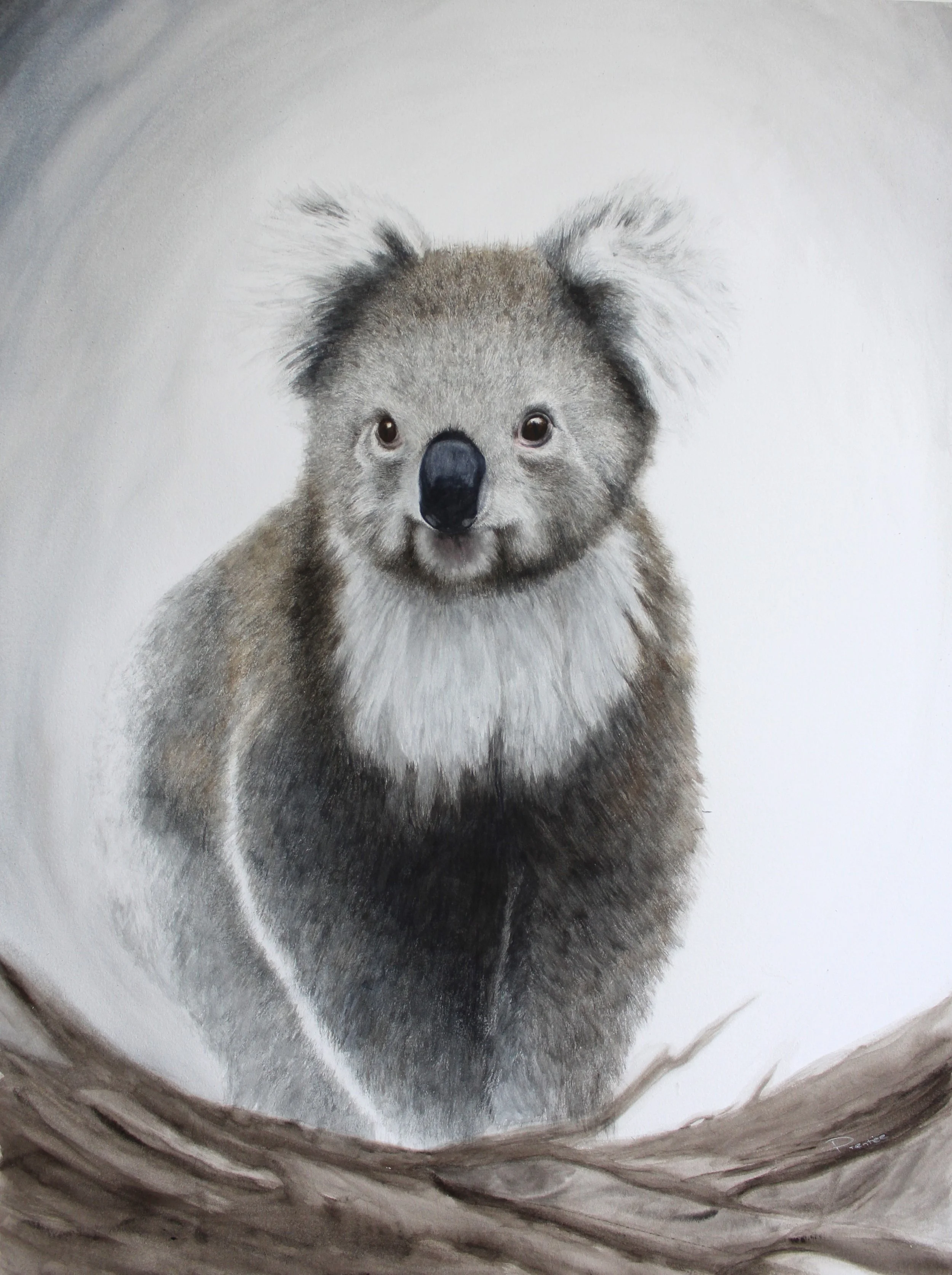 Original Australian Watercolour Art — D. Prentice Wildlife Artist