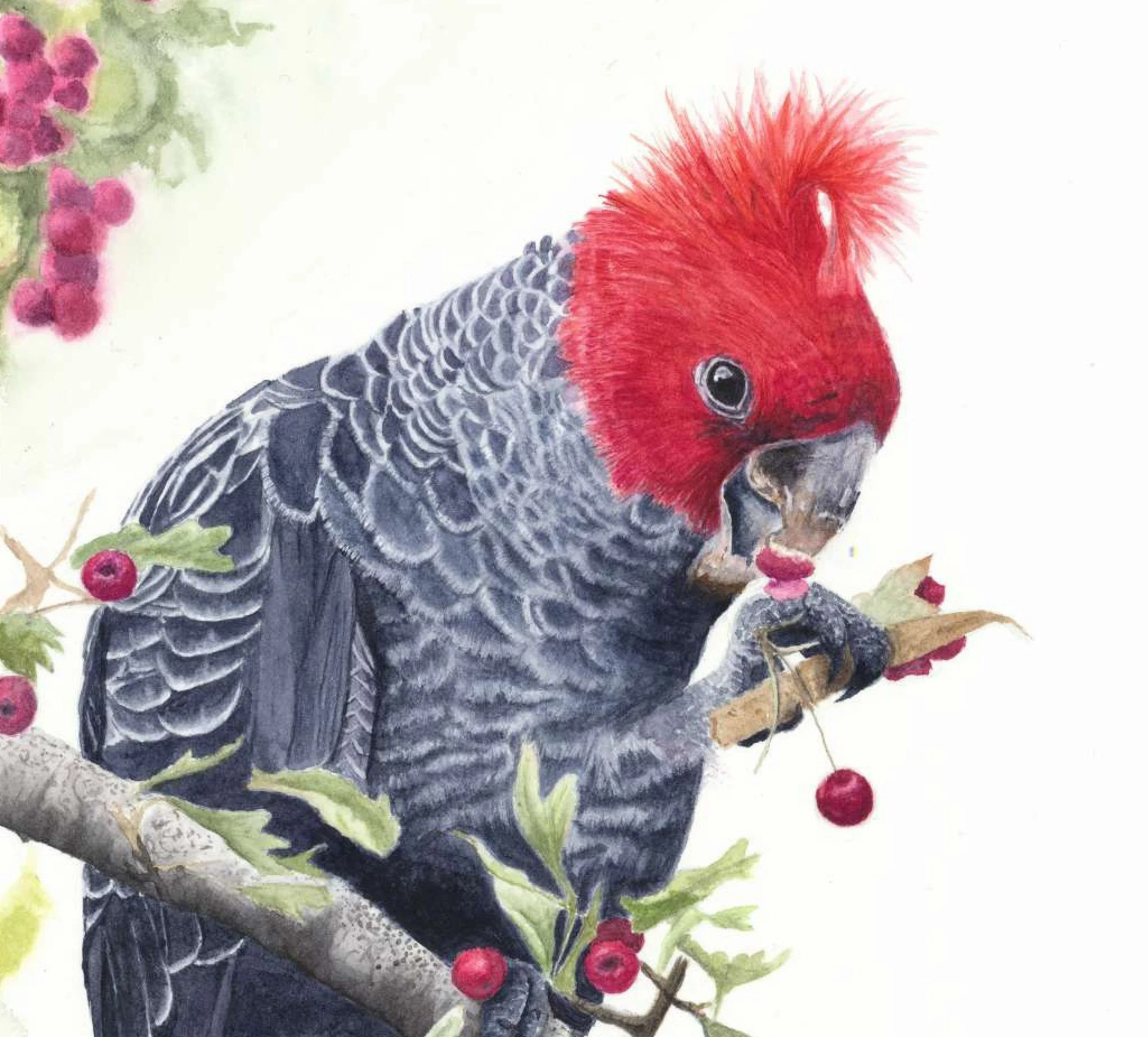 Store — D. Prentice Wildlife Artist
