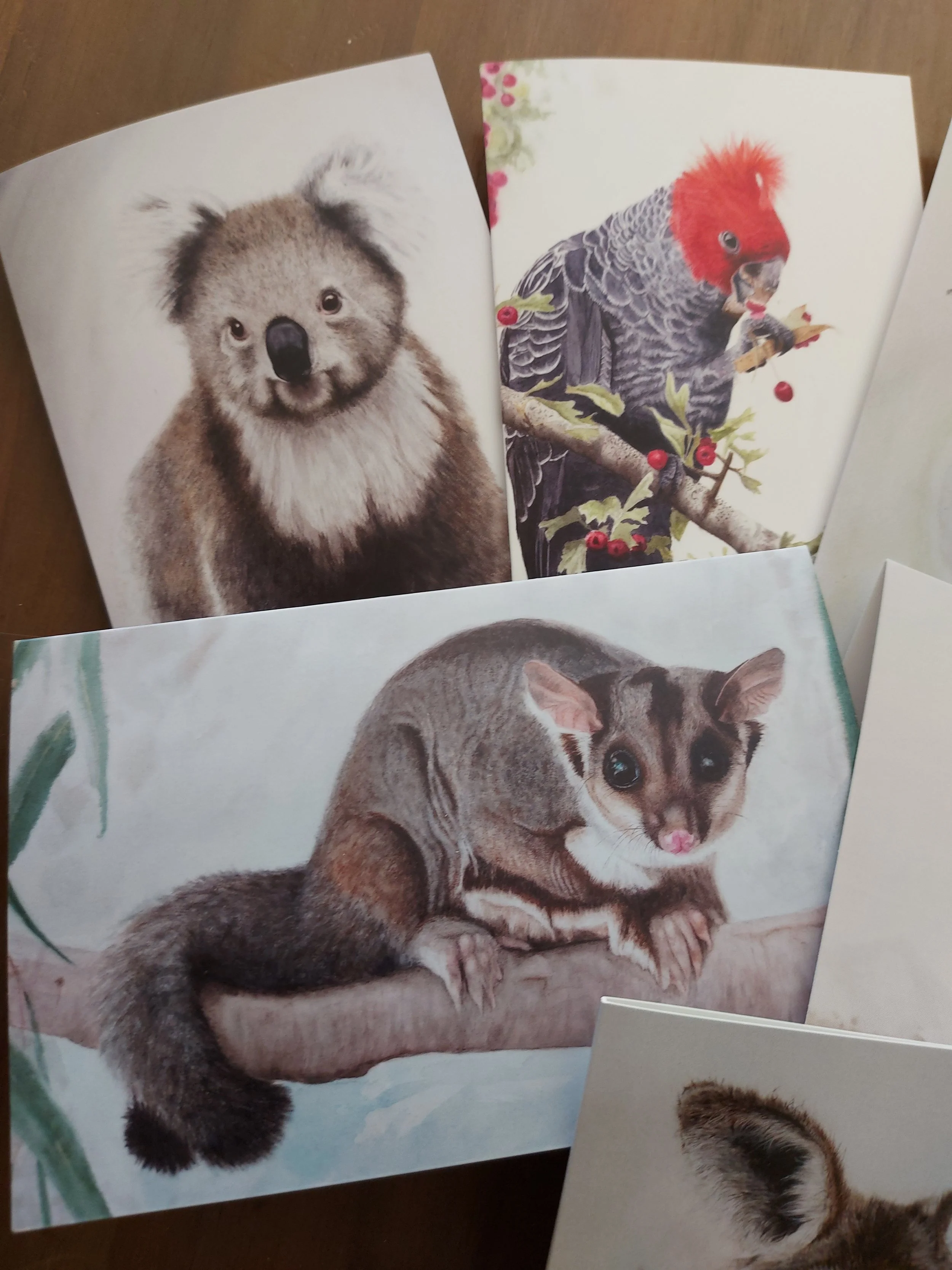 Store — D. Prentice Wildlife Artist