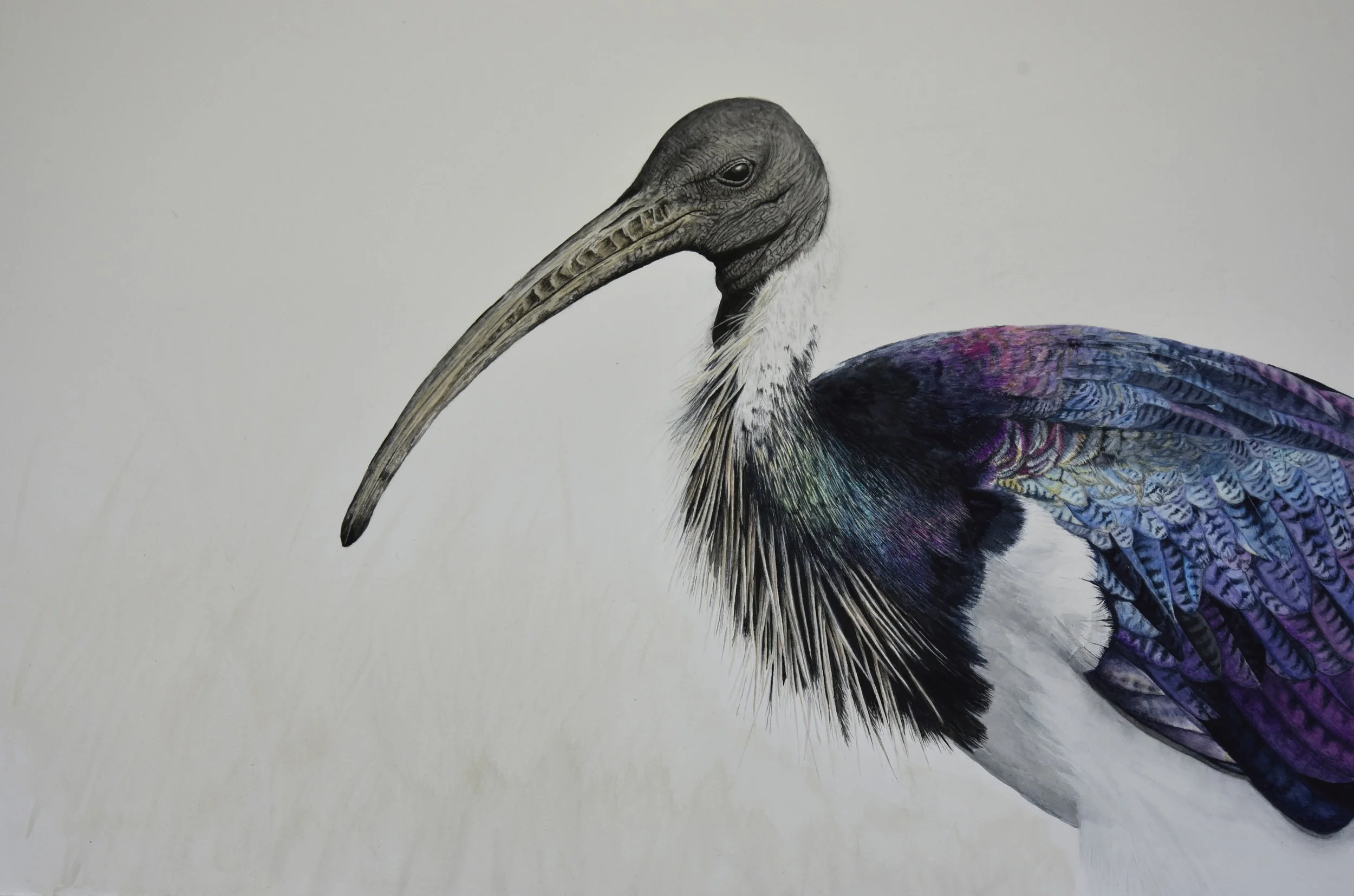 Original Australian Watercolour Art — D. Prentice Wildlife Artist