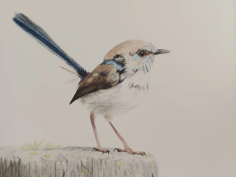 Original Australian Watercolour Art — D. Prentice Wildlife Artist