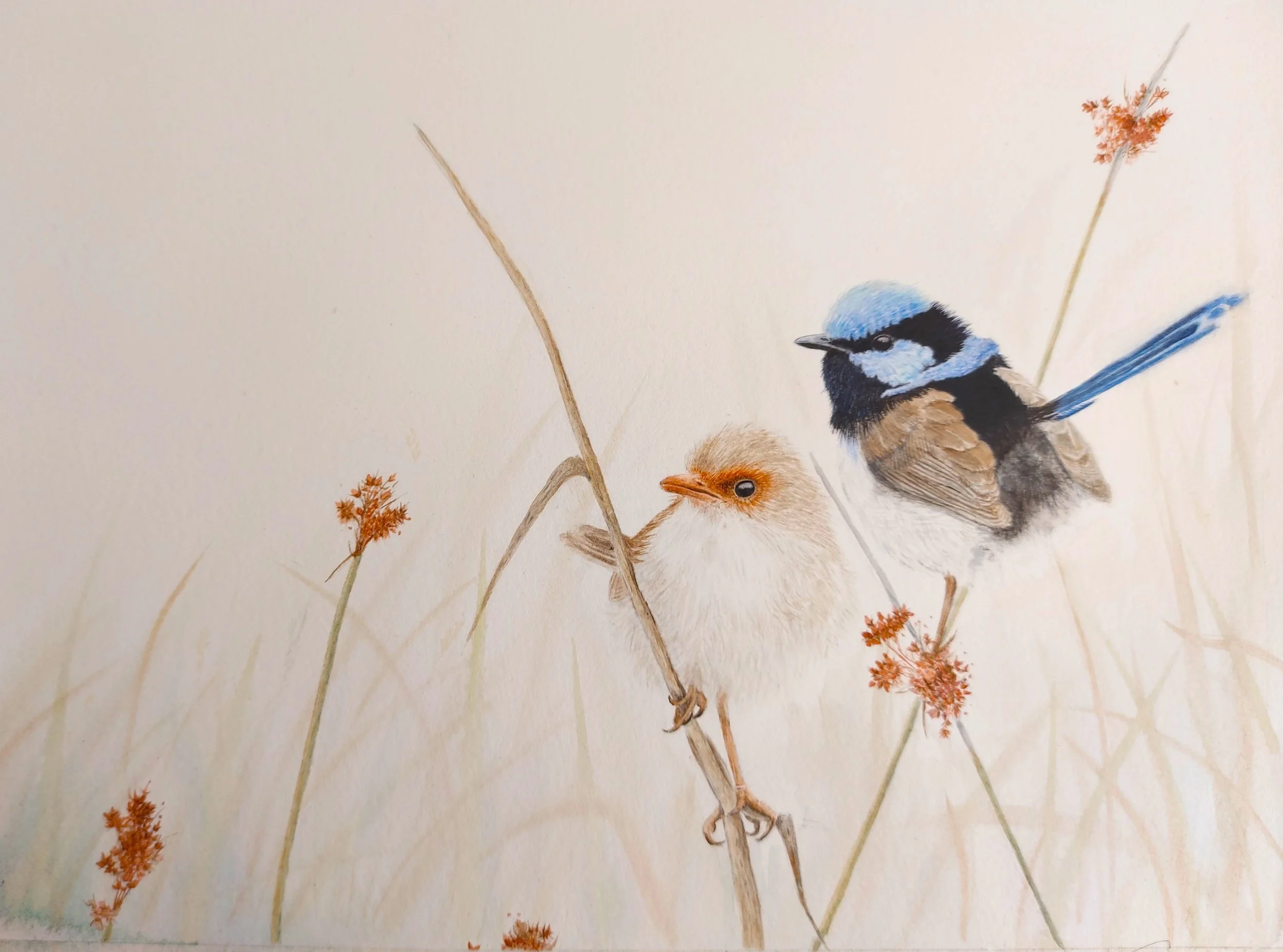 Original Australian Watercolour Art — D. Prentice Wildlife Artist