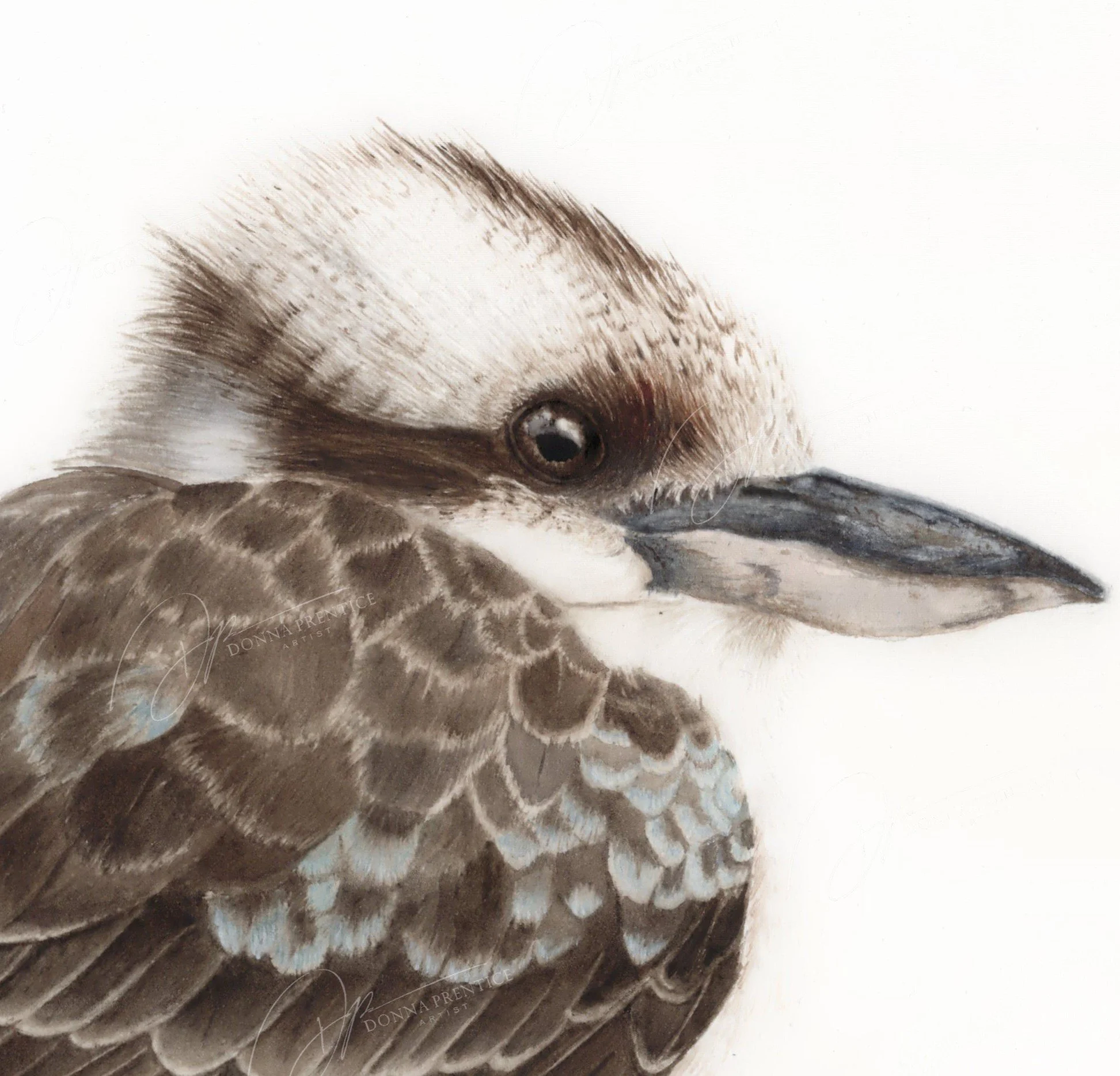 Original Australian Watercolour Art — D. Prentice Wildlife Artist